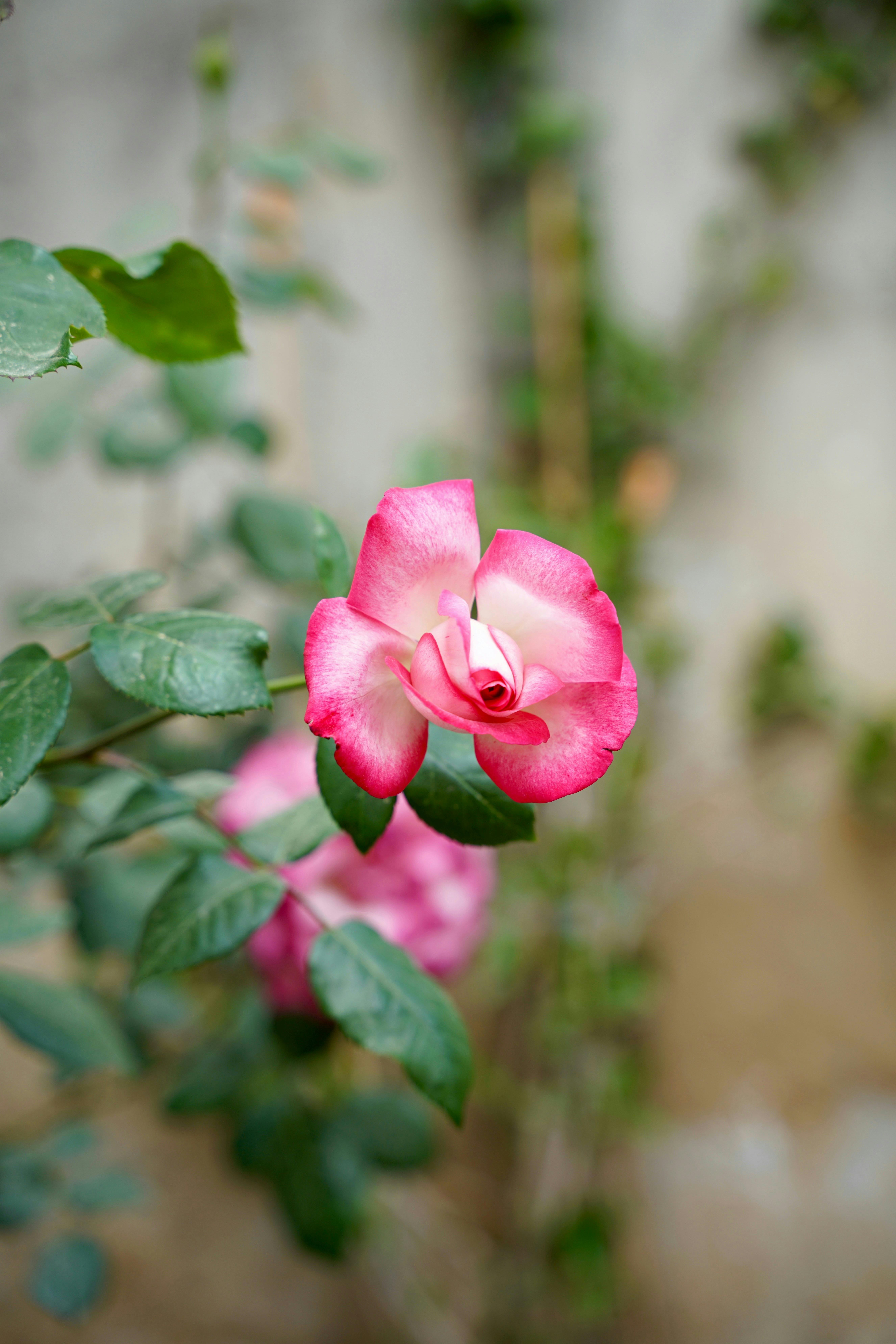 Bethlehem, Israel Photos, Download The BEST Free Bethlehem, Israel ...