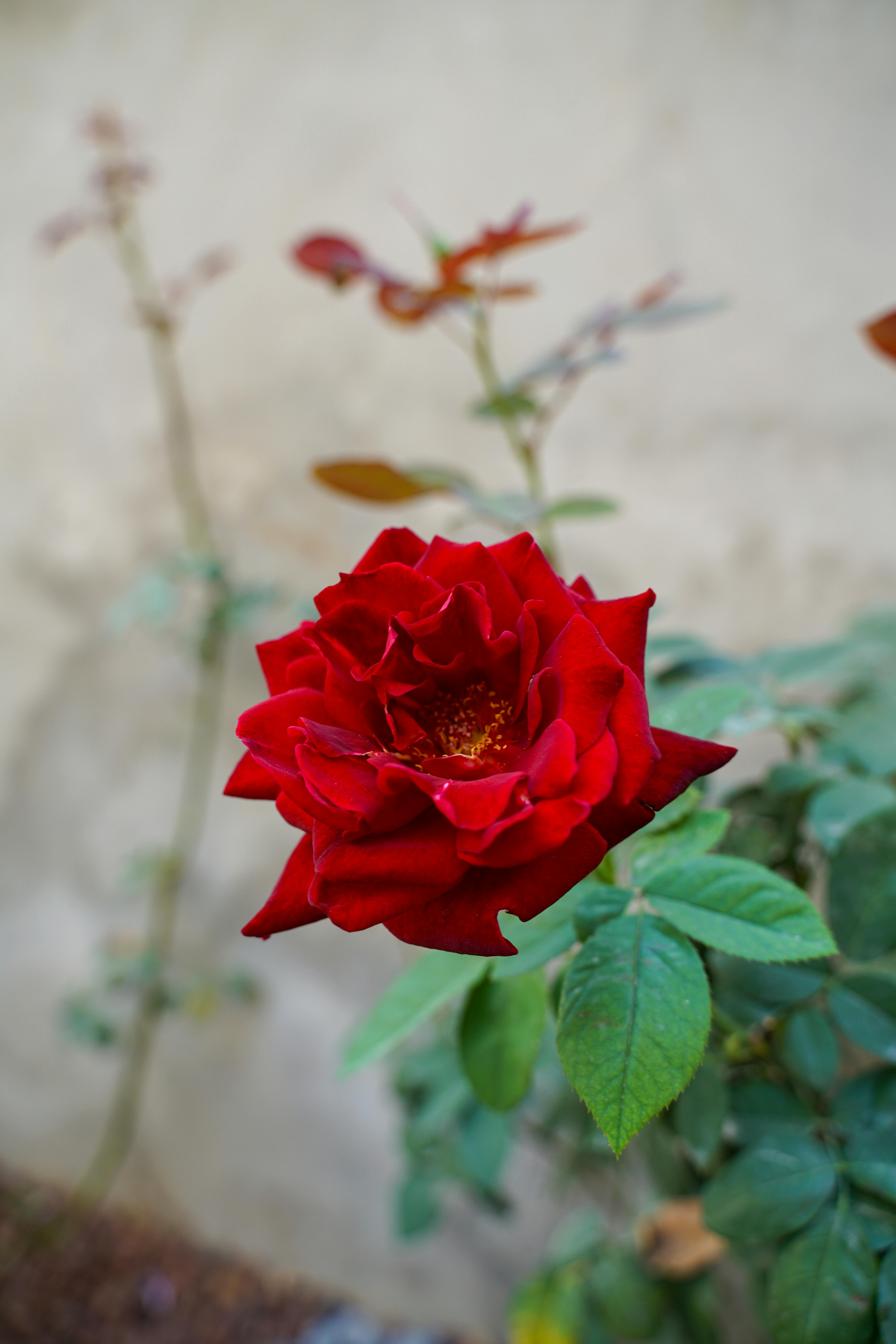 Bethlehem, Israel Photos, Download The BEST Free Bethlehem, Israel ...