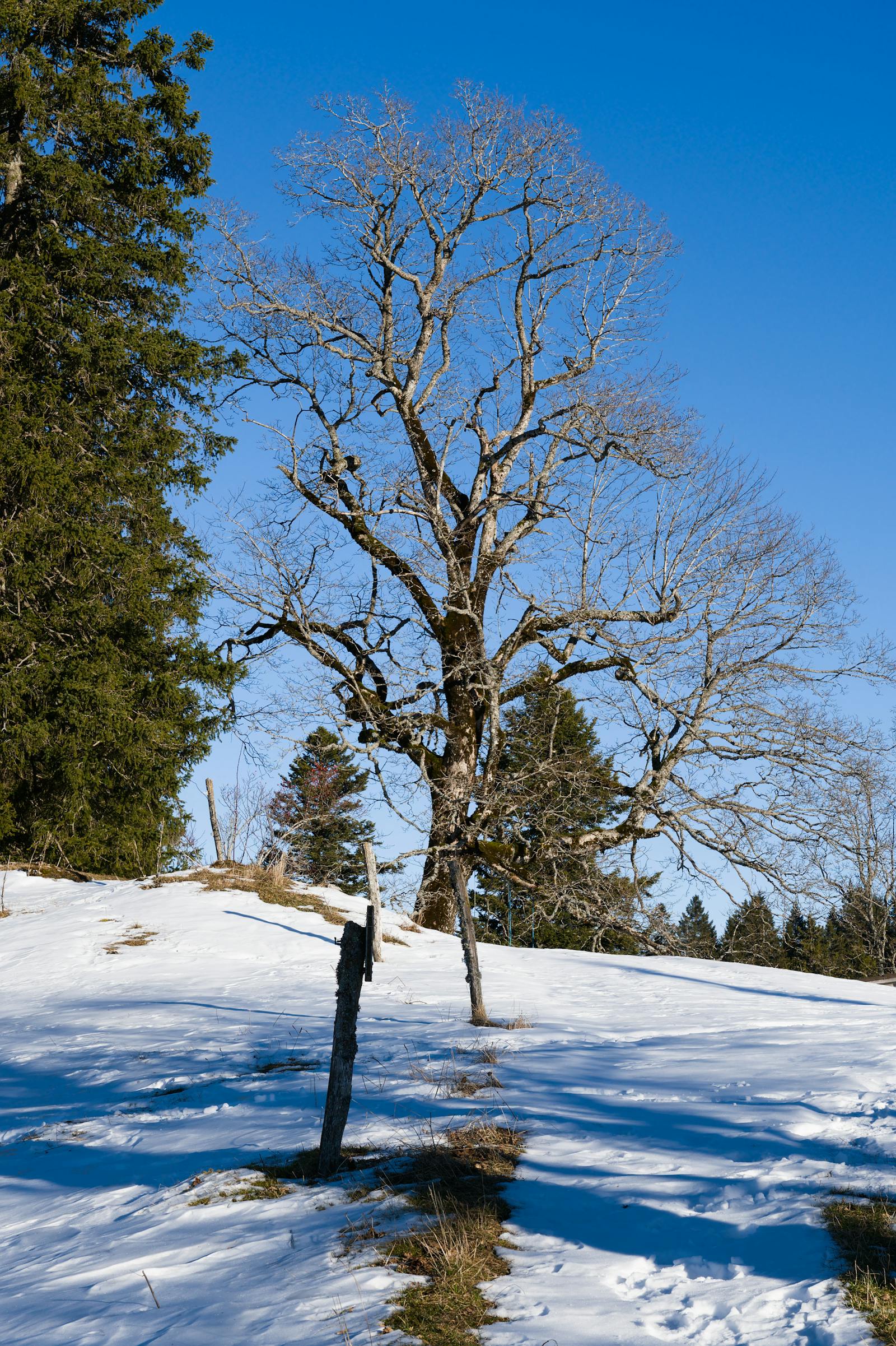 Bare Bosom Photos, Download The BEST Free Bare Bosom Stock Photos & HD ...