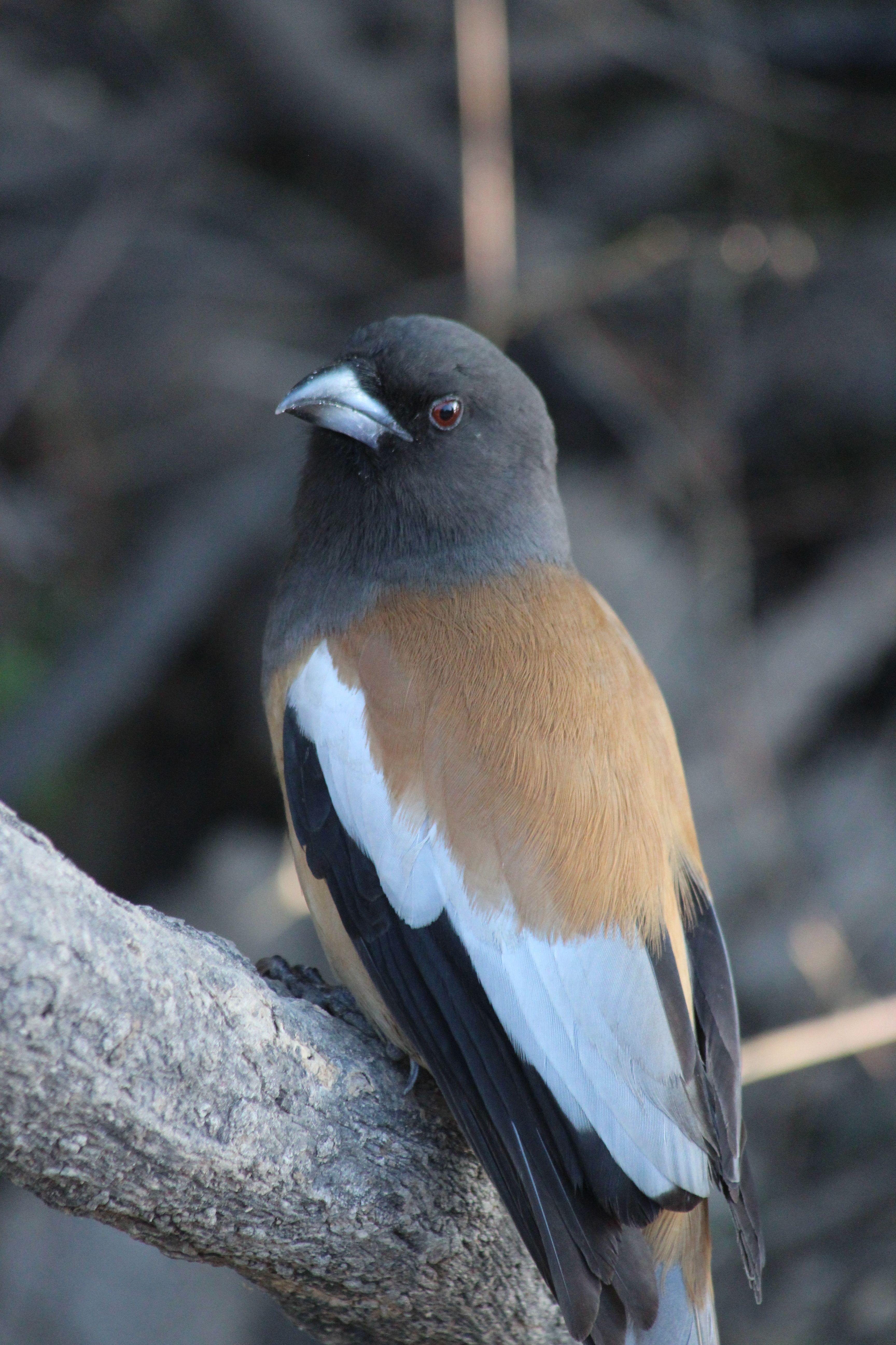 Close-up of Rufous Treepie in Bharatpur, India · Free Stock Photo