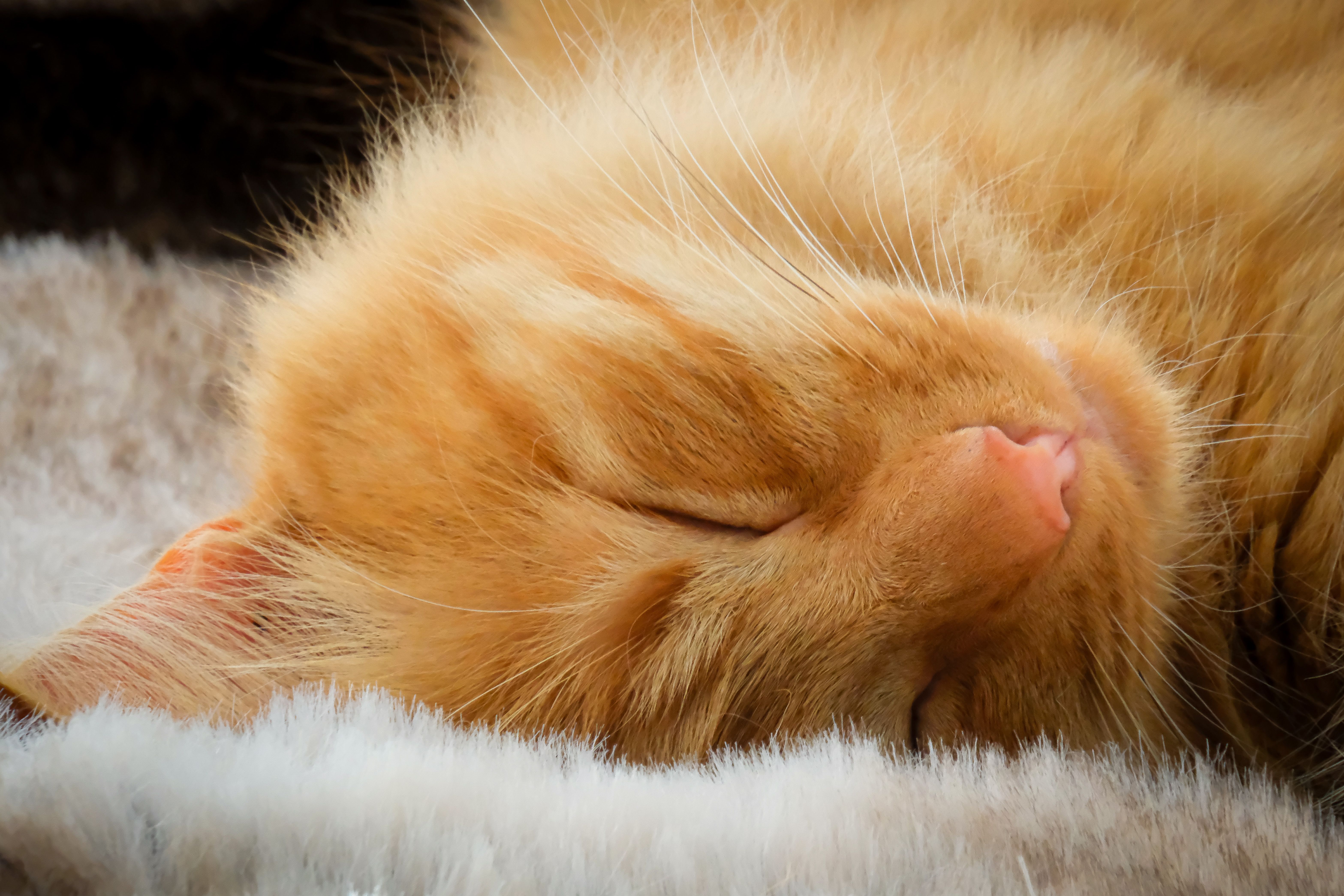 Close-up of a Sleeping Ginger Cat · Free Stock Photo