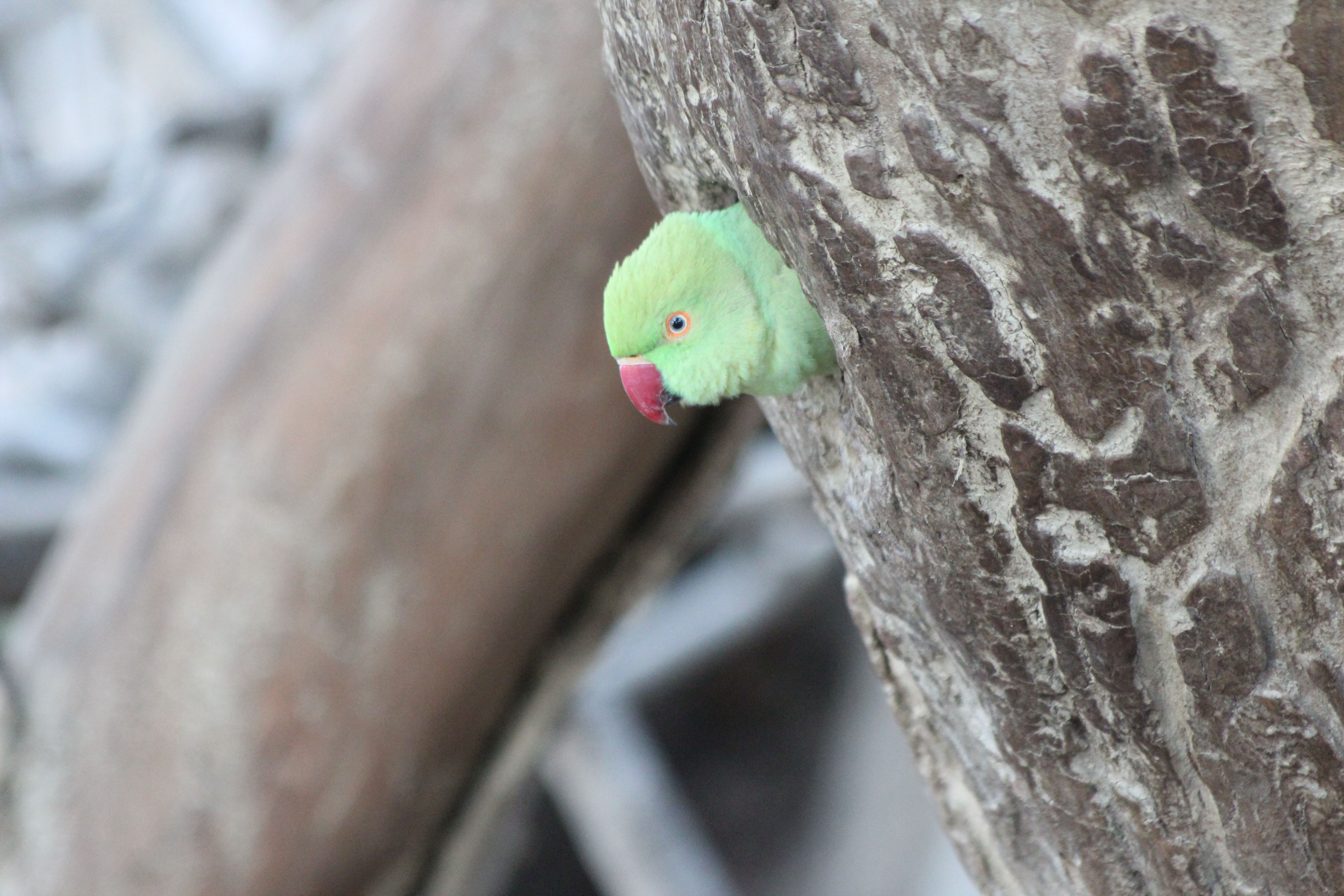 Green Parakeet Peeking Out of Tree Trunk · Free Stock Photo
