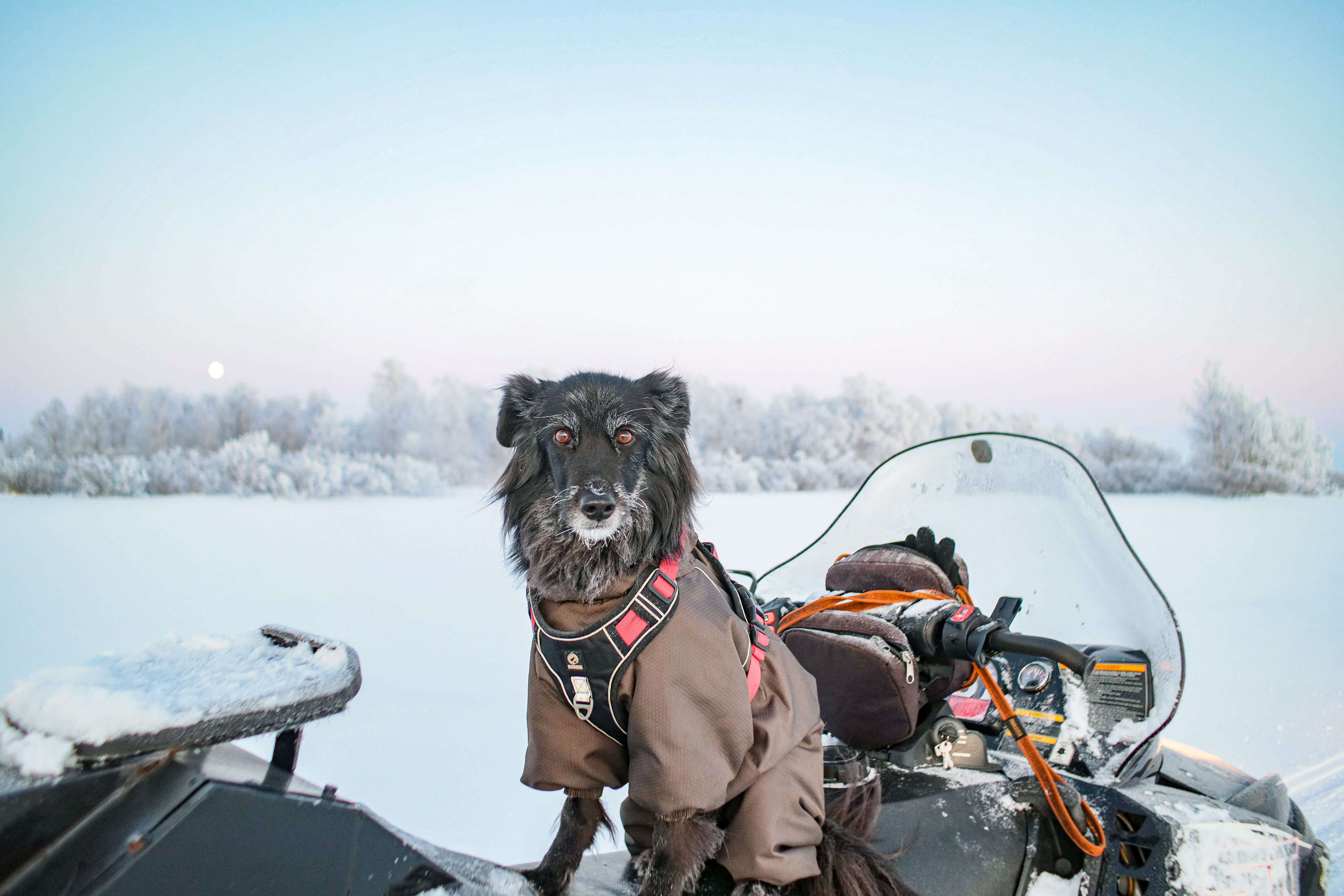 Dog on Snowmobile in Winter Landscape · Free Stock Photo