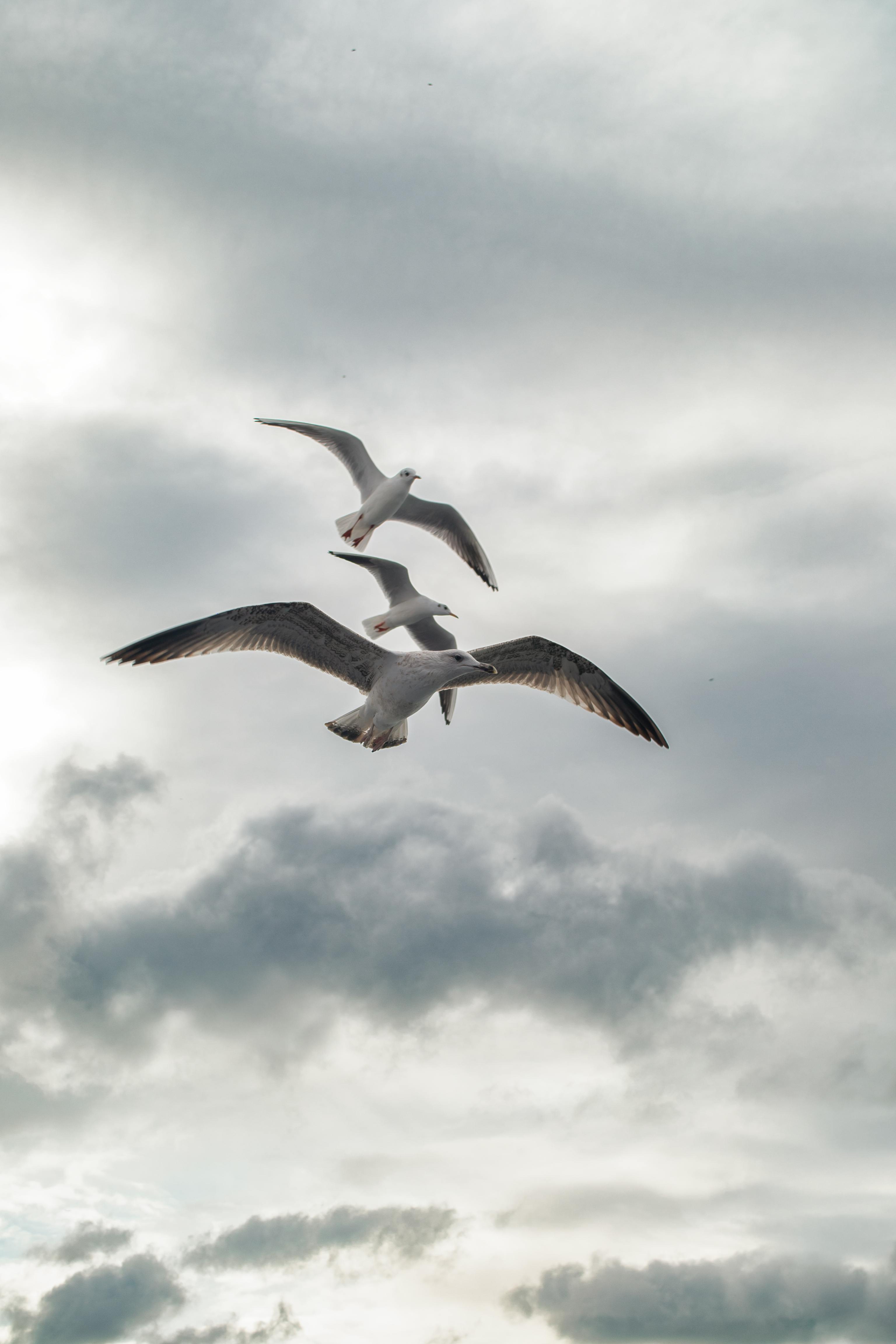 Turkey Animal Photos, Download The BEST Free Turkey Animal Stock Photos ...