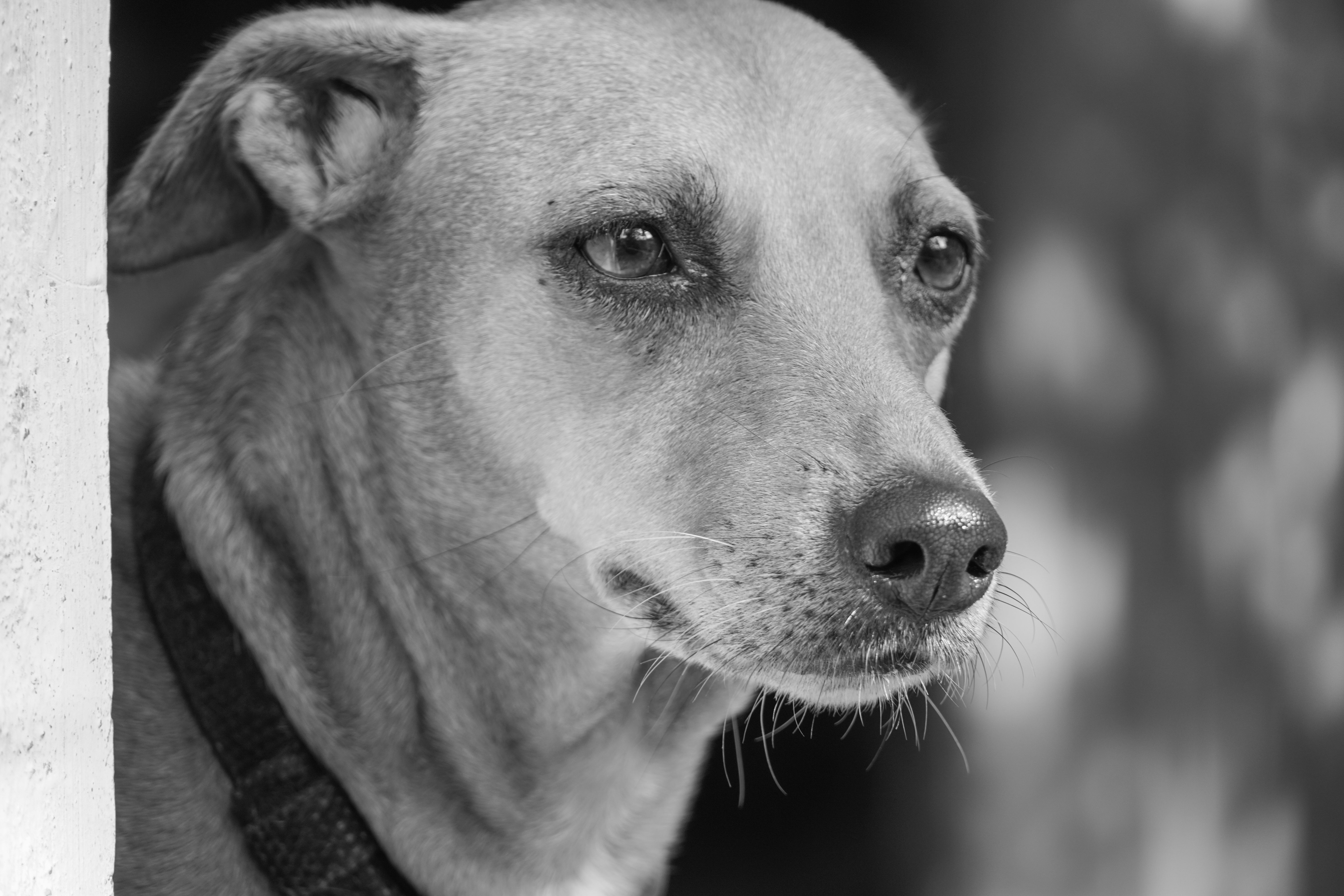 Goofy Dog Photos, Download The BEST Free Goofy Dog Stock Photos & HD Images