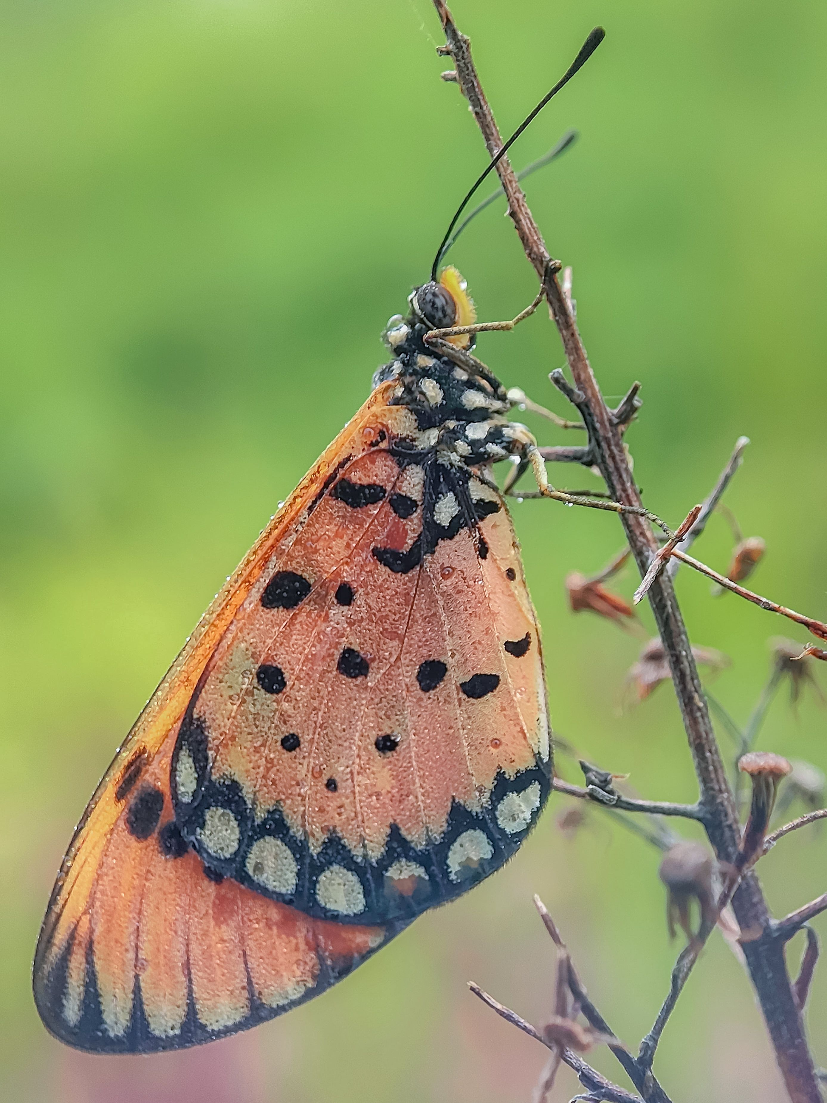 Close-up of Tawny Coster Butterfly on Branch · Free Stock Photo