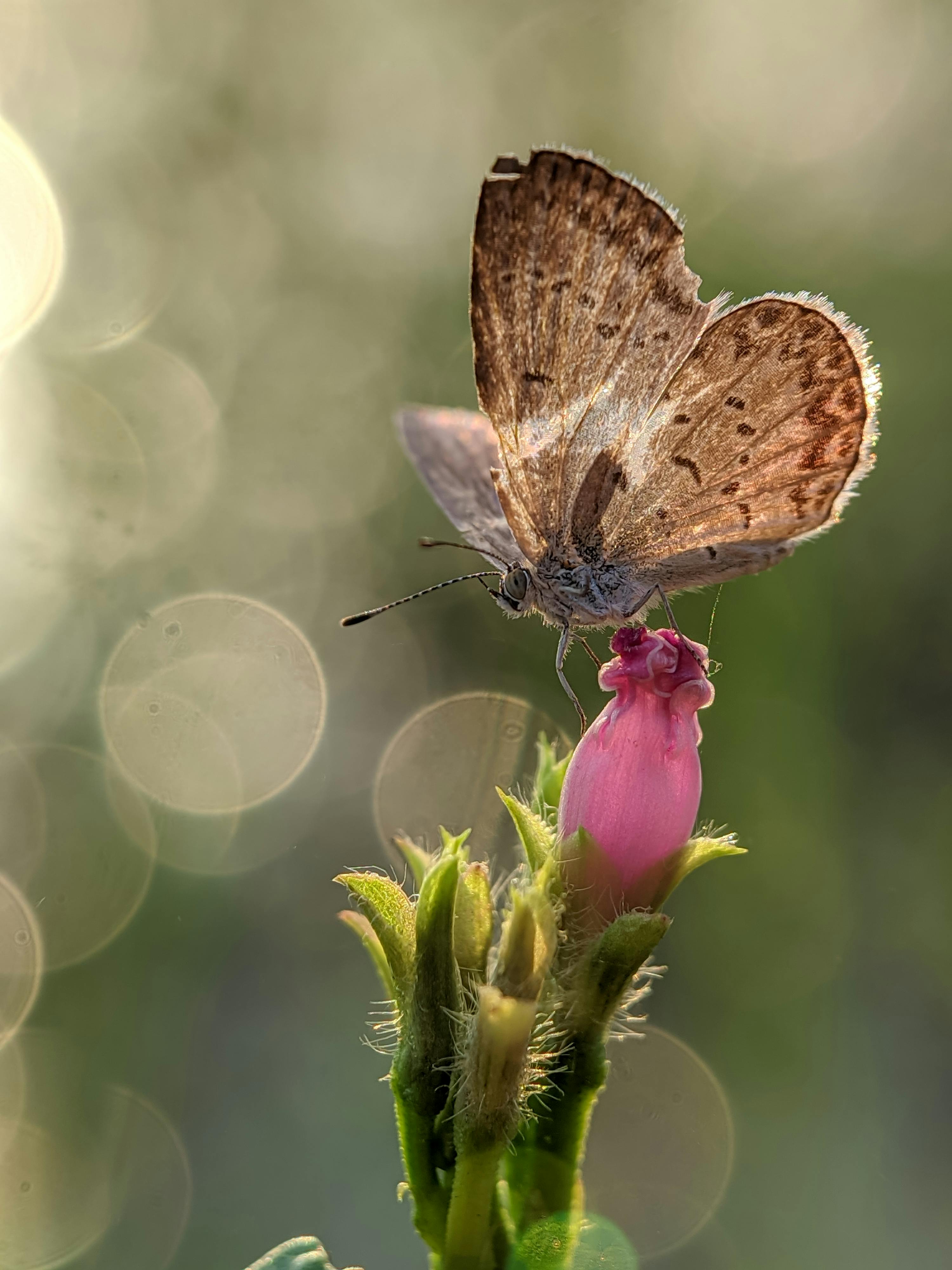 Butterfly Without Background Photos, Download The BEST Free Butterfly ...