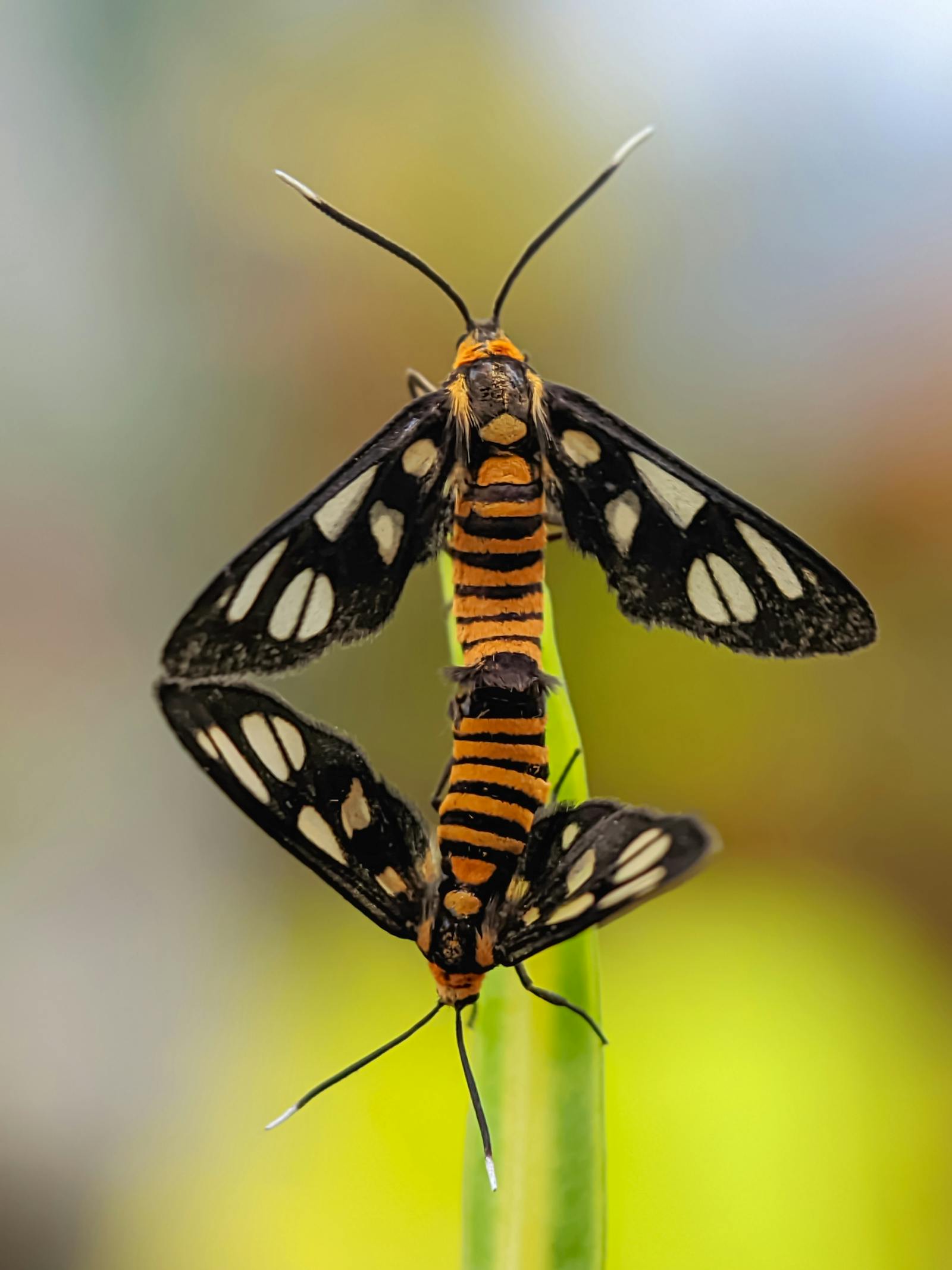 Moth Photos, Download The BEST Free Moth Stock Photos & HD Images