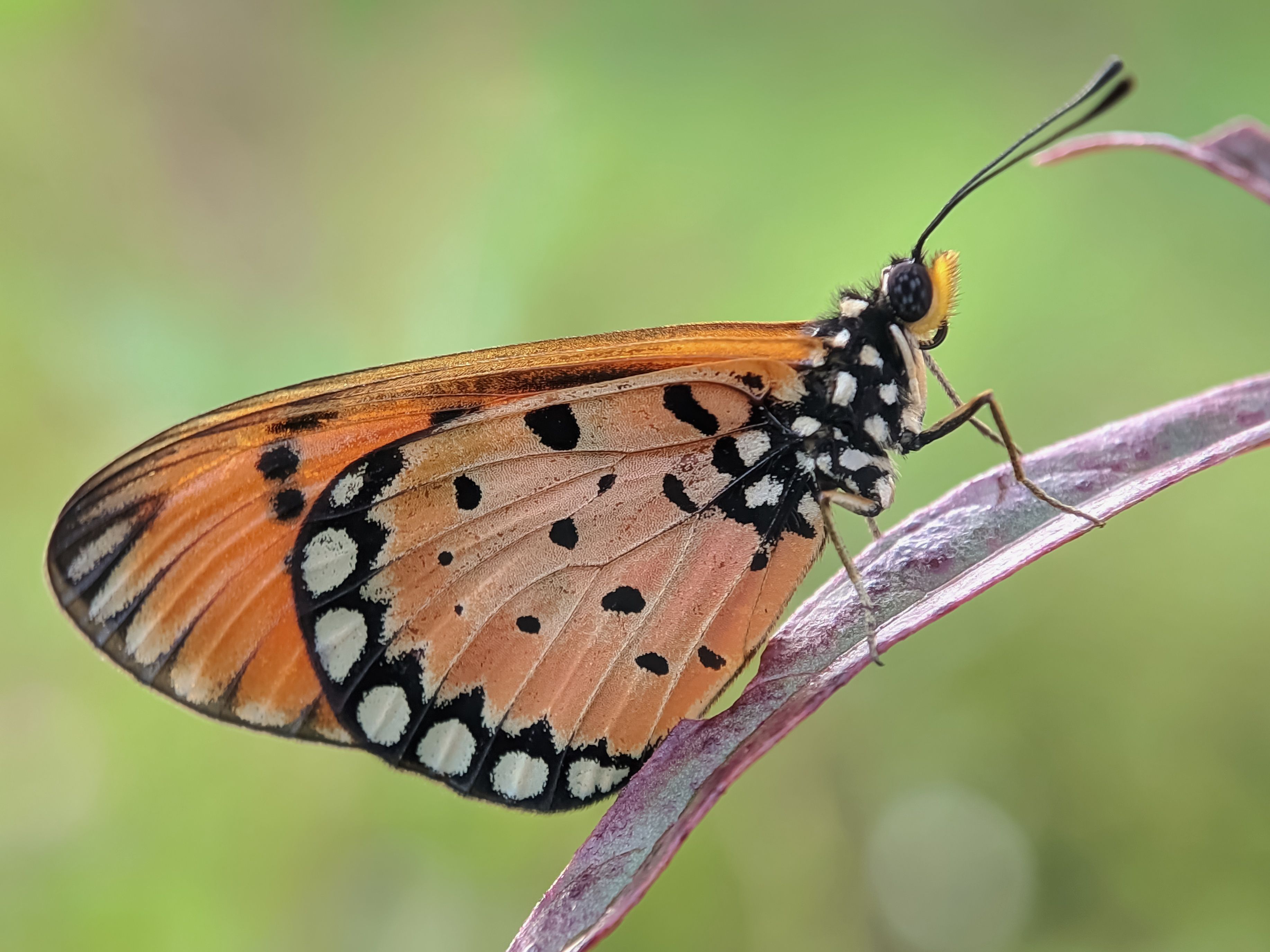 Close-up of a Tawny Coster Butterfly on Leaf · Free Stock Photo