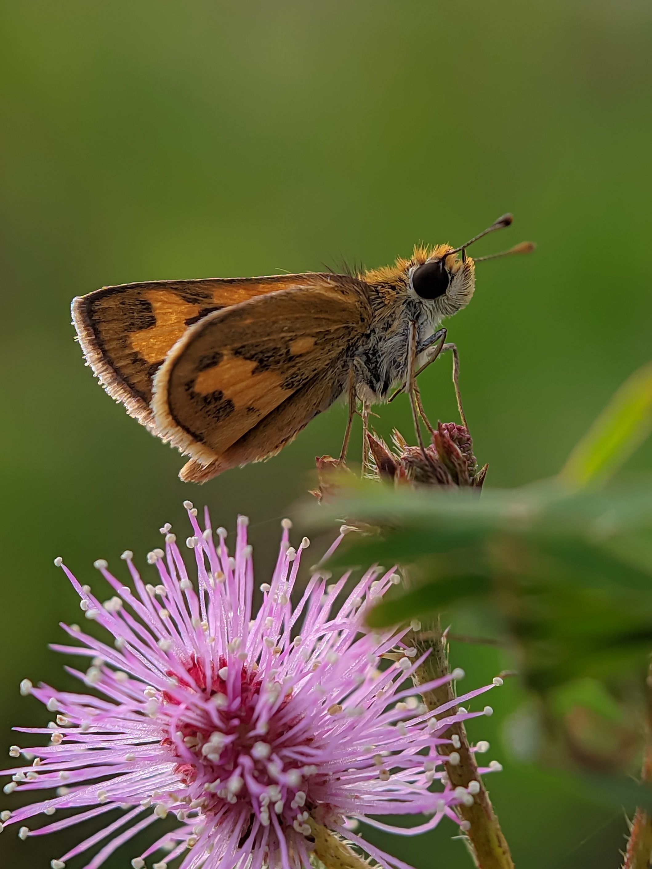 Close-Up of Skipper Butterfly on Mimosa Flower · Free Stock Photo