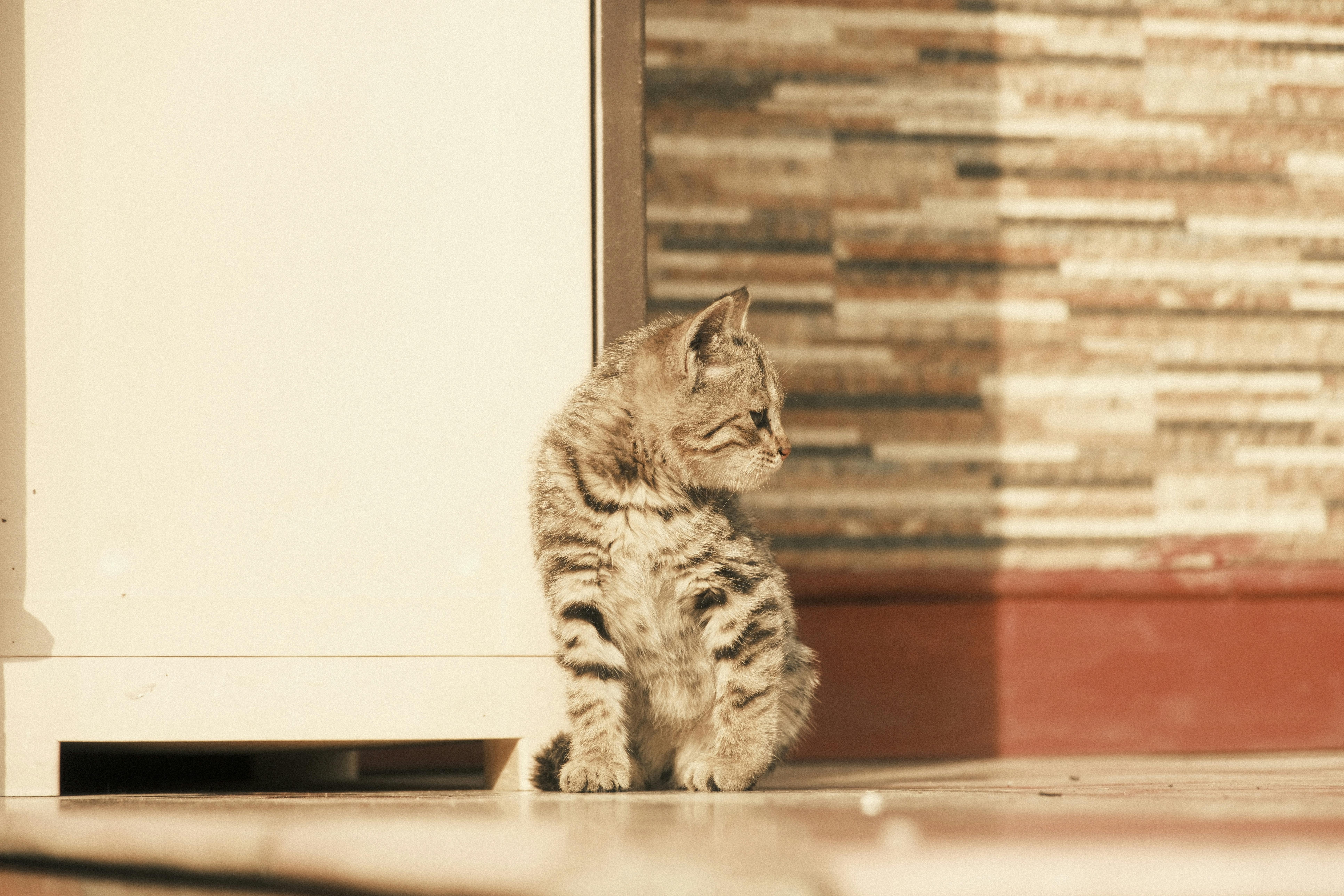 Imx+Cute+Models Photos, Download The BEST Free Imx+Cute+Models Stock ...