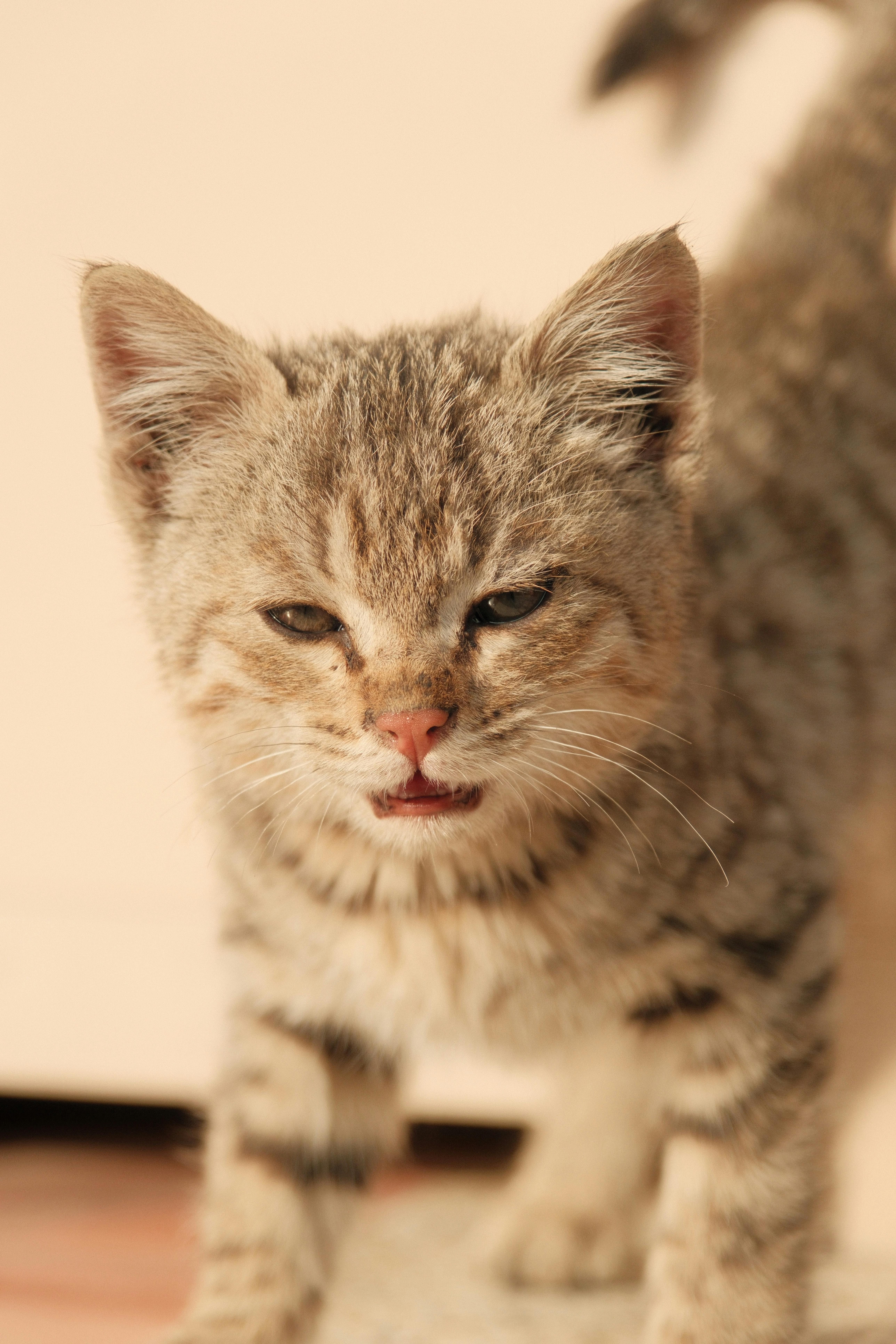 Sigma Cat Photos, Download The BEST Free Sigma Cat Stock Photos & HD Images