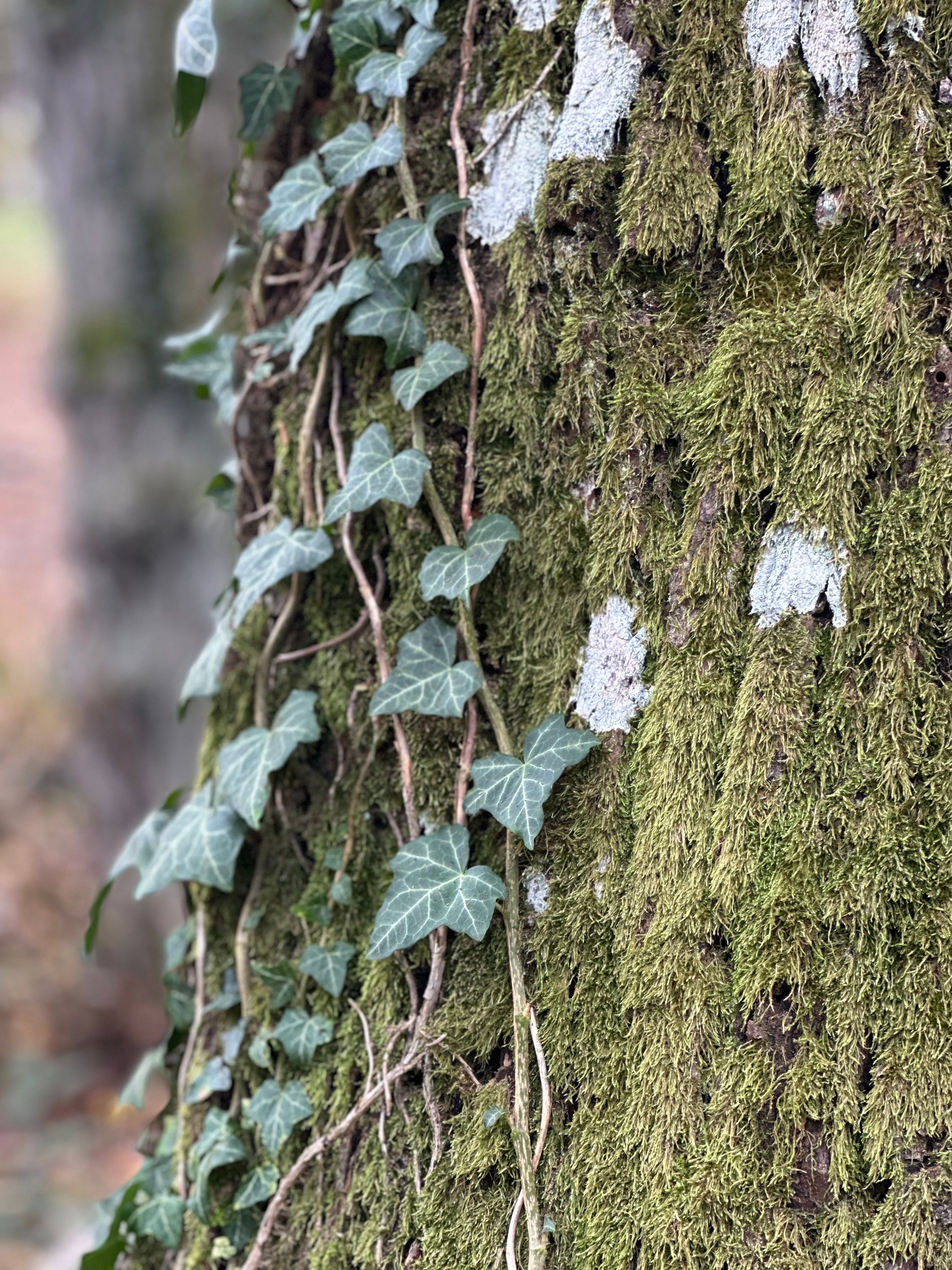 Close-up of Moss and Ivy on Tree Trunk in İstanbul · Free Stock Photo