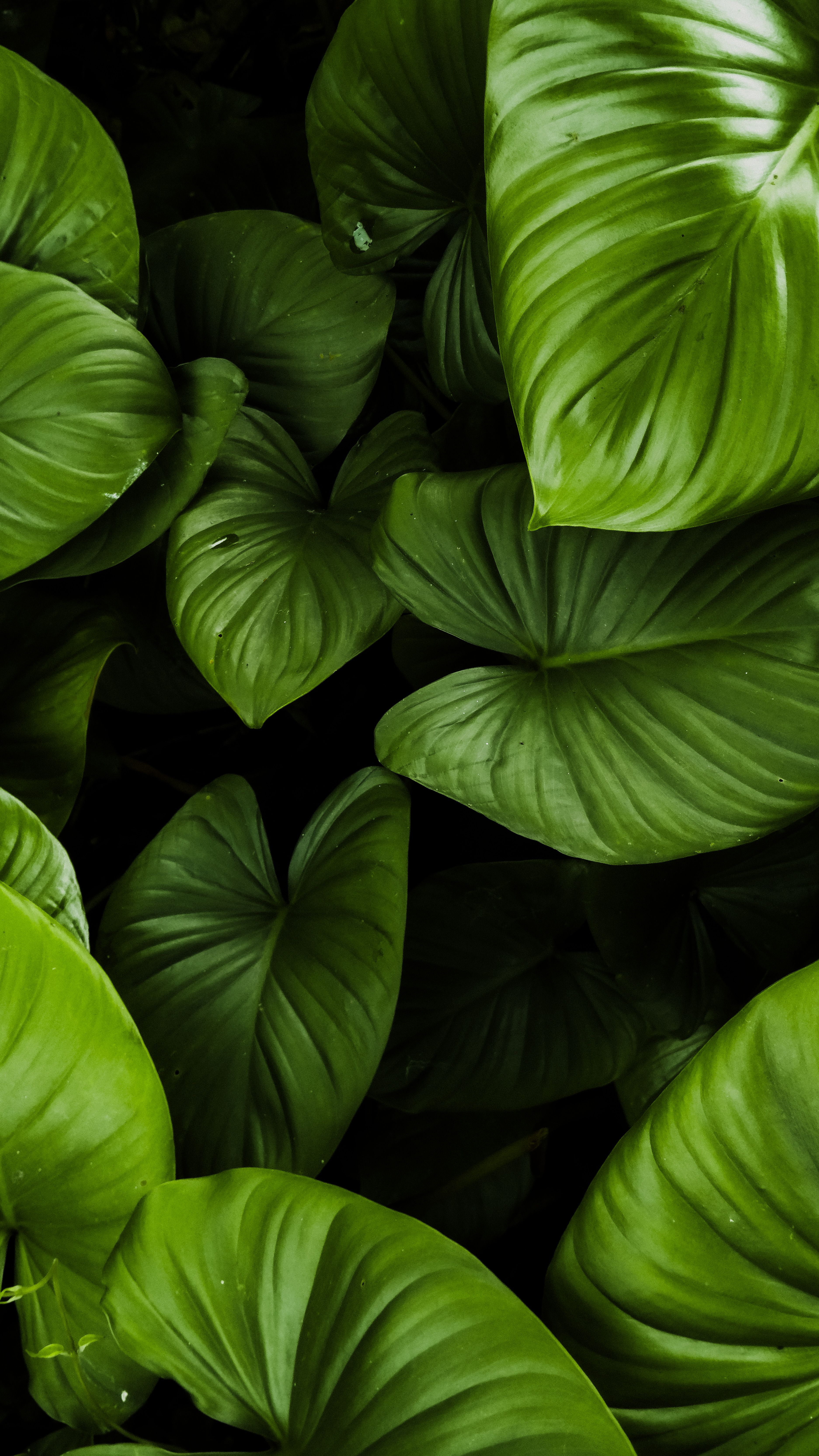 Plant Products Photos, Download The BEST Free Plant Products Stock ...