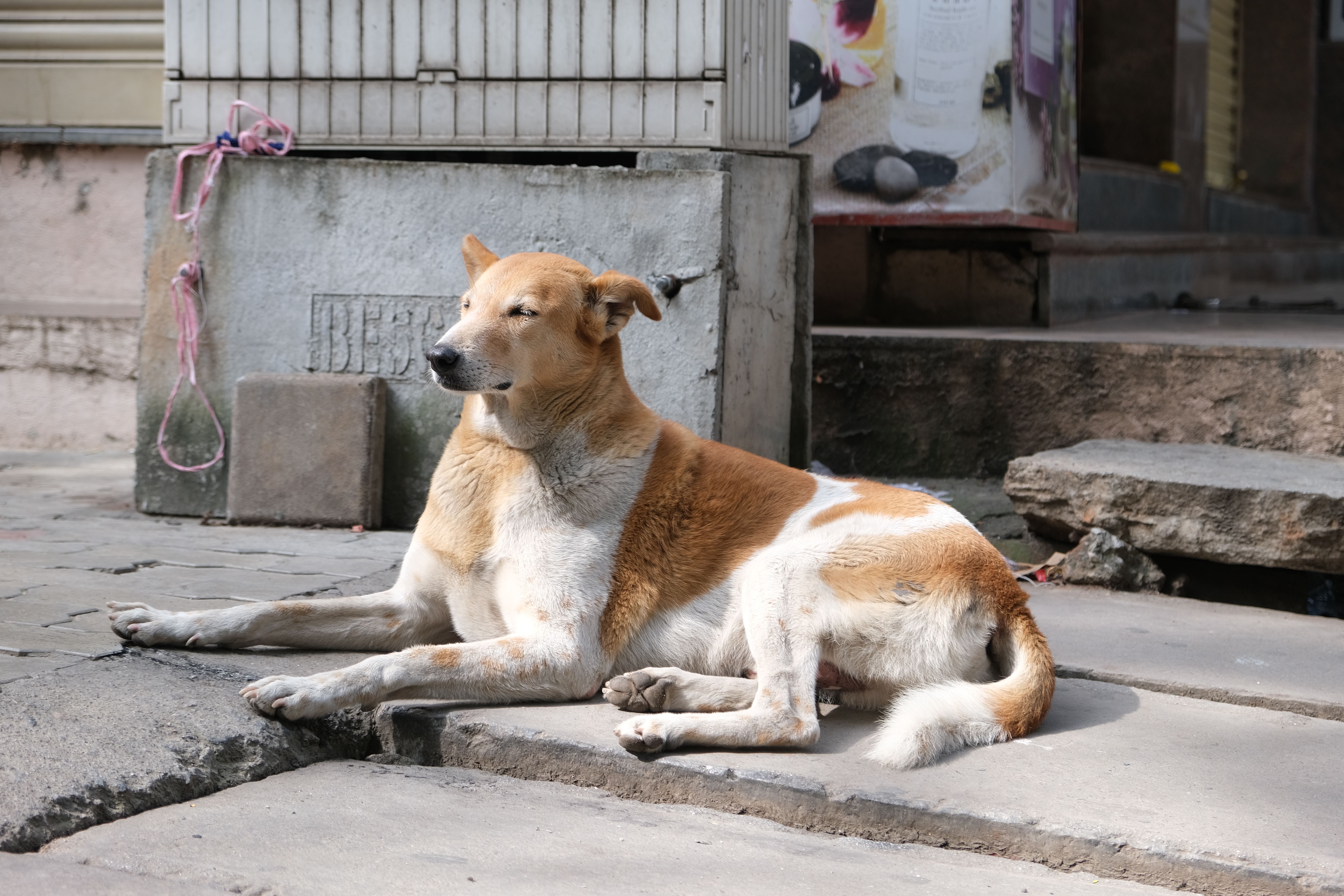 Goofy Dog Photos, Download The BEST Free Goofy Dog Stock Photos & HD Images