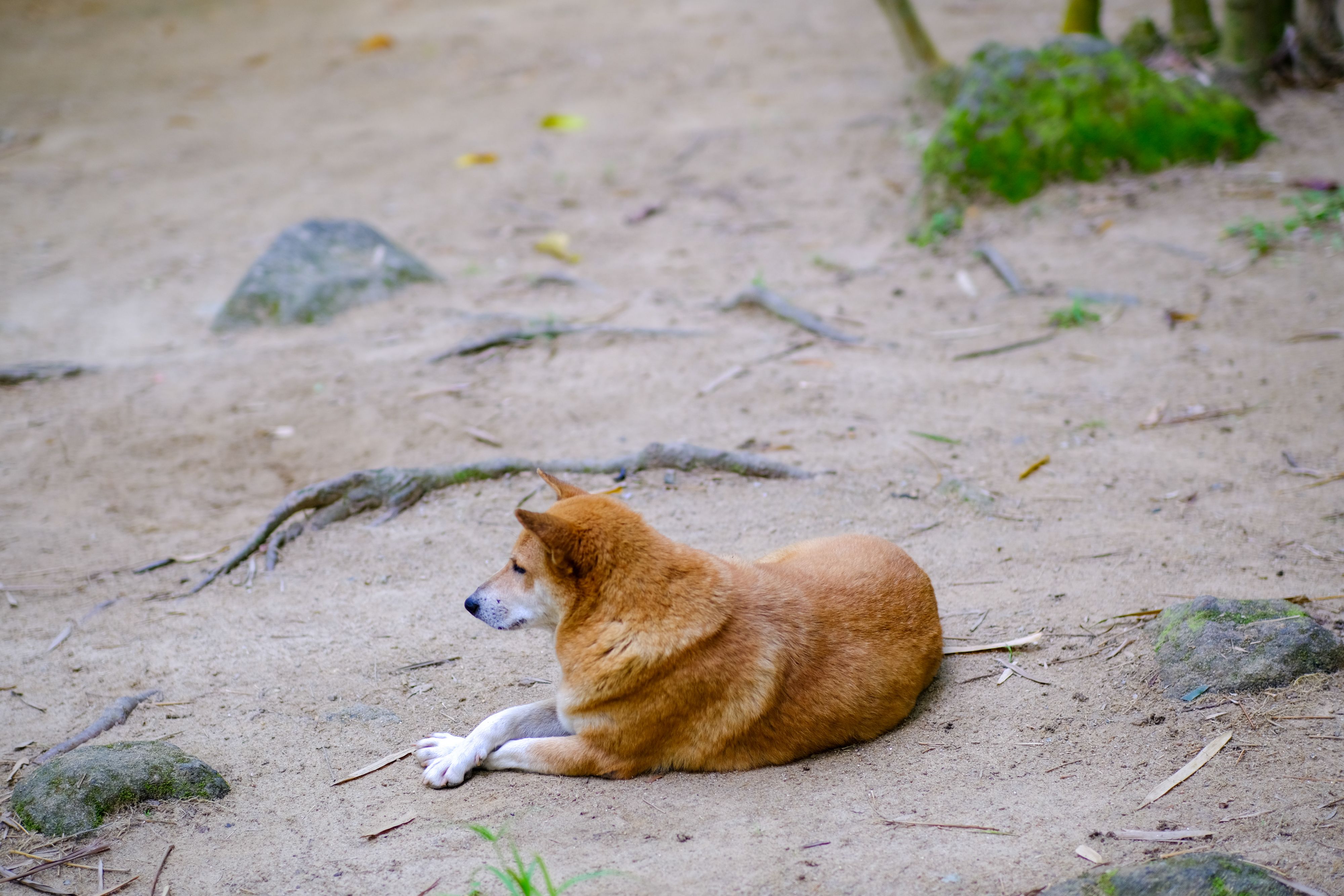 Relaxed Shiba Inu Dog Resting Outdoors in Vietnam · Free Stock Photo