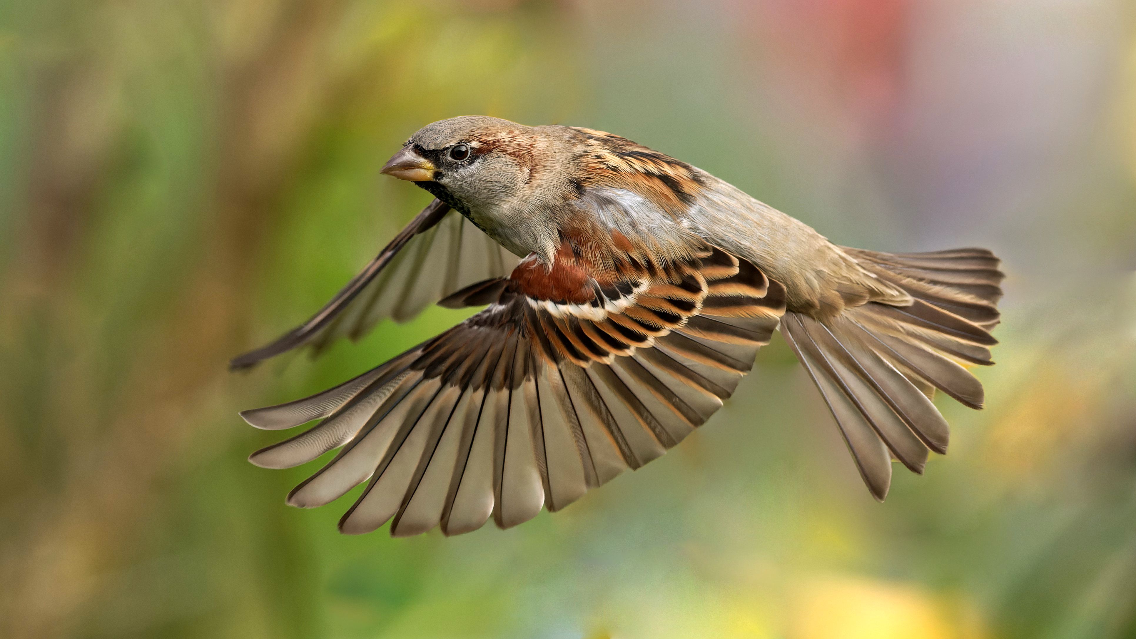 Captivating Flight of Sparrow in Mid-Air · Free Stock Photo