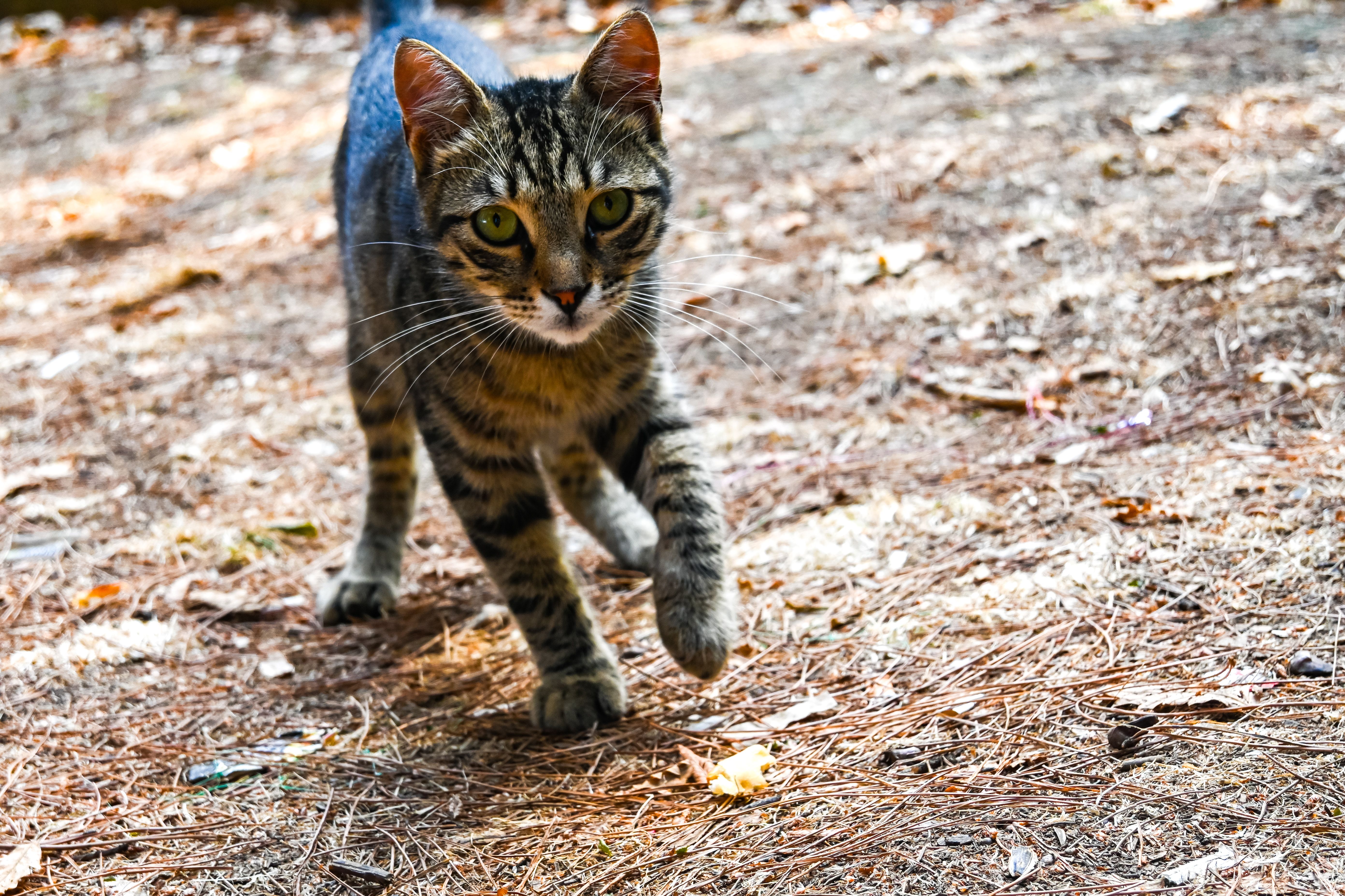 Tiny+18s+Outside Photos, Download The BEST Free Tiny+18s+Outside Stock ...