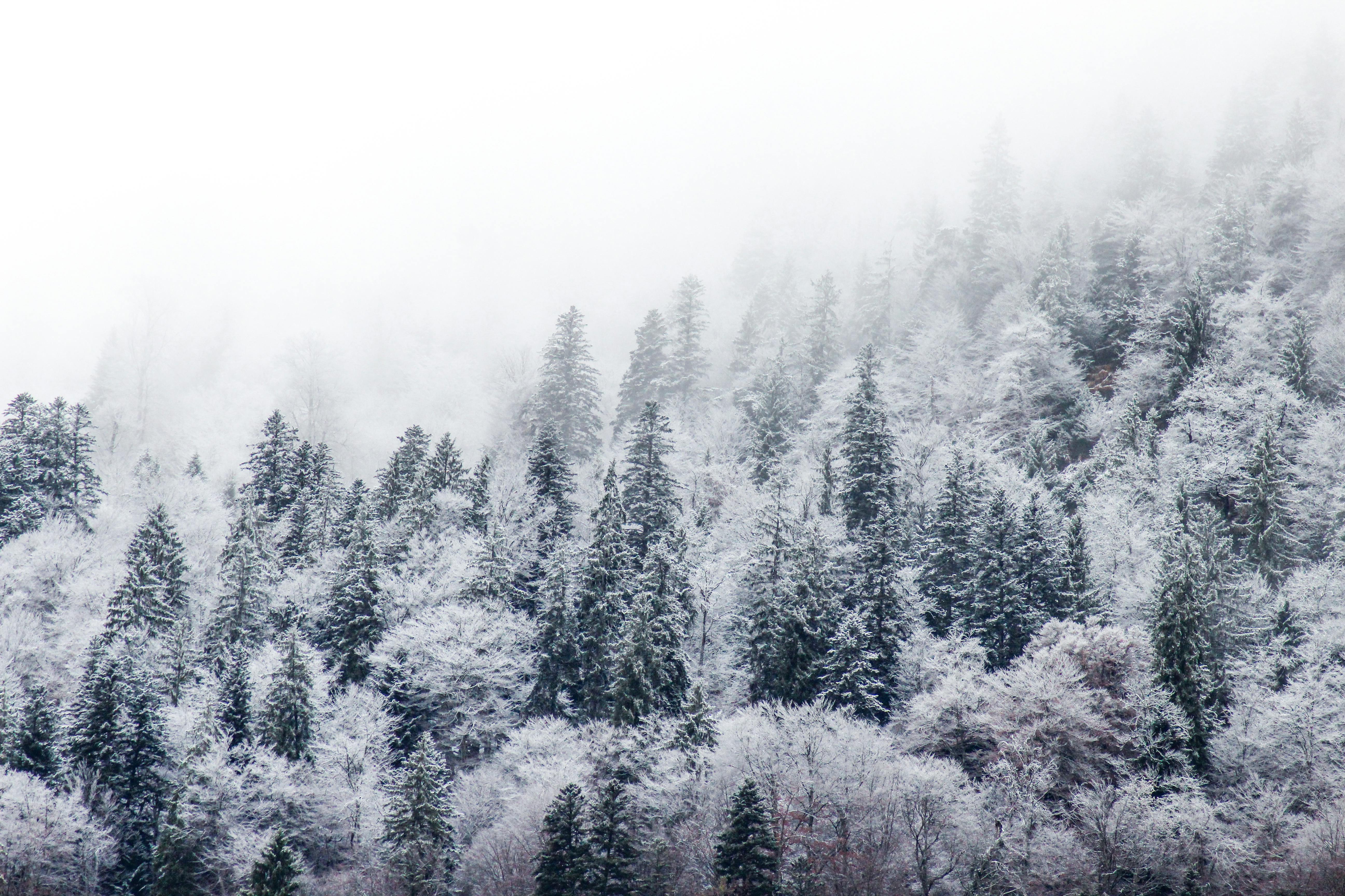 Chill+Pfps Photos, Download The BEST Free Chill+Pfps Stock Photos & HD ...