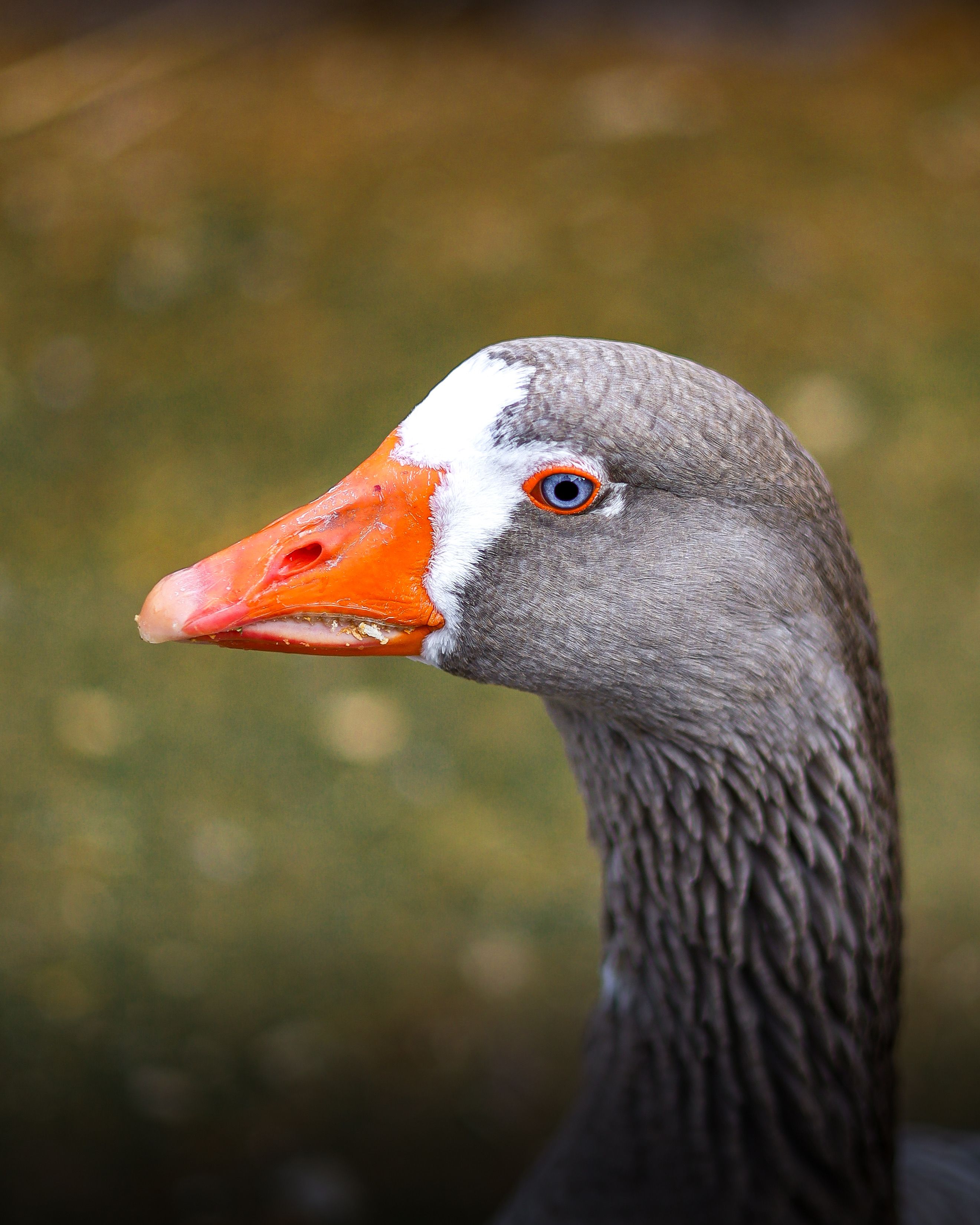 Close-up Portrait of a Gray Goose Outdoors · Free Stock Photo