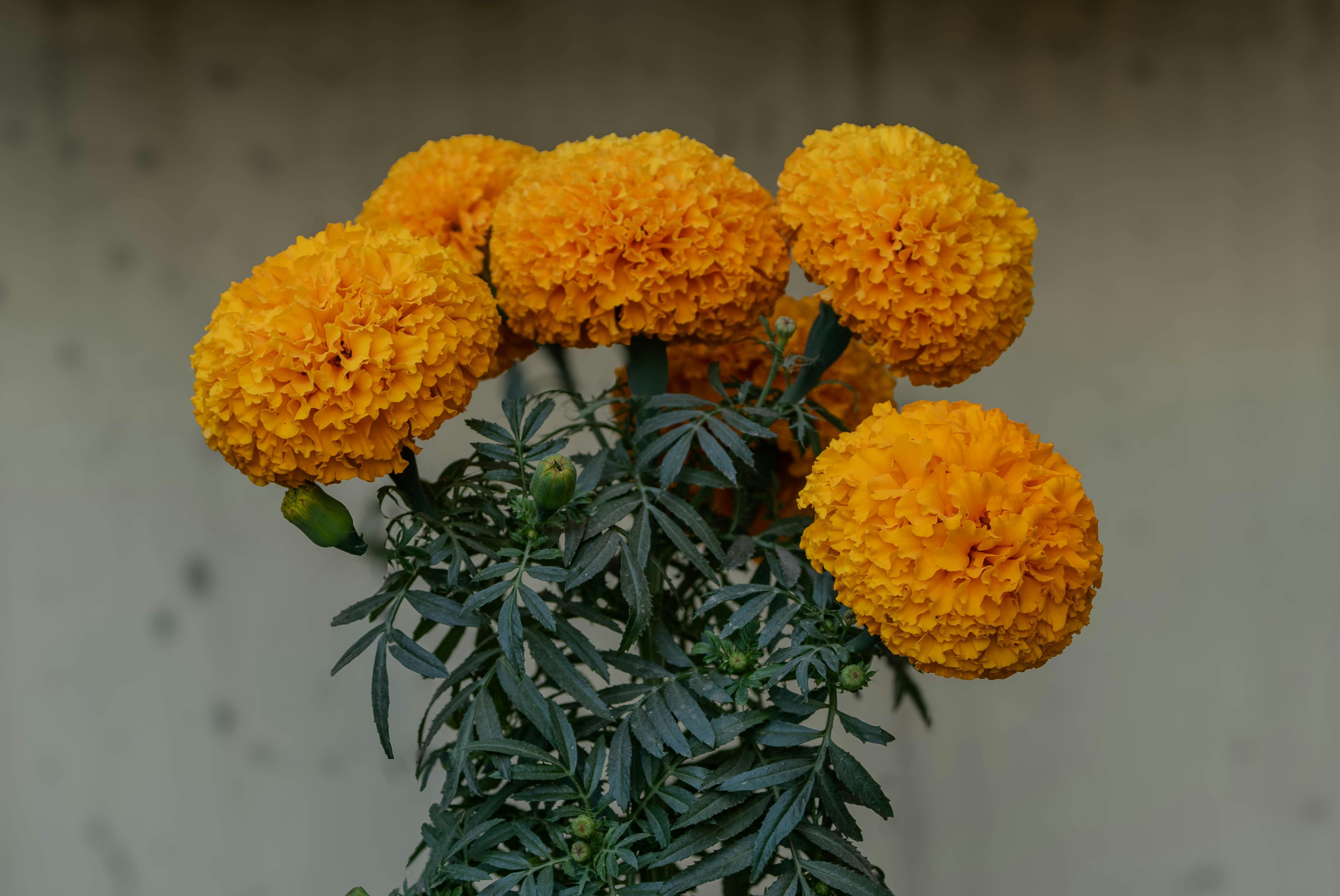 Gulab Flower Background Photos, Download The BEST Free Gulab Flower ...