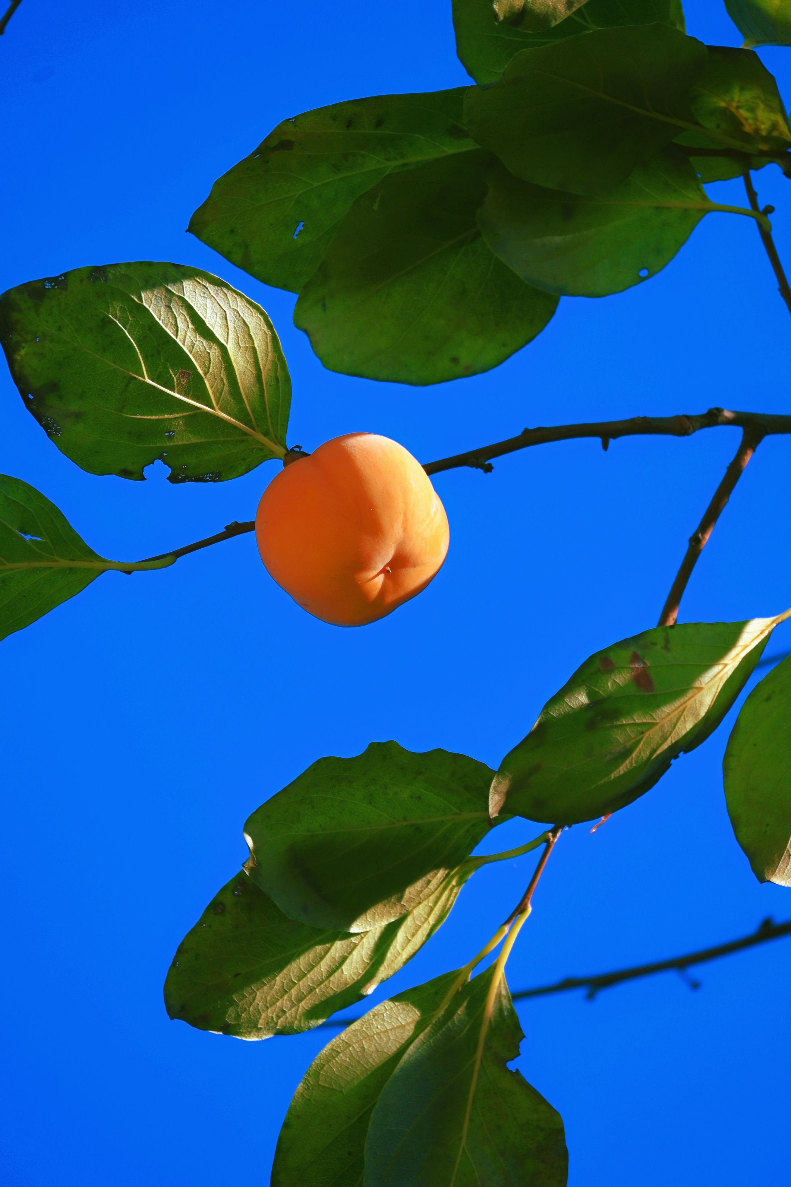 Tree Of Vitamins Photos, Download The BEST Free Tree Of Vitamins Stock ...