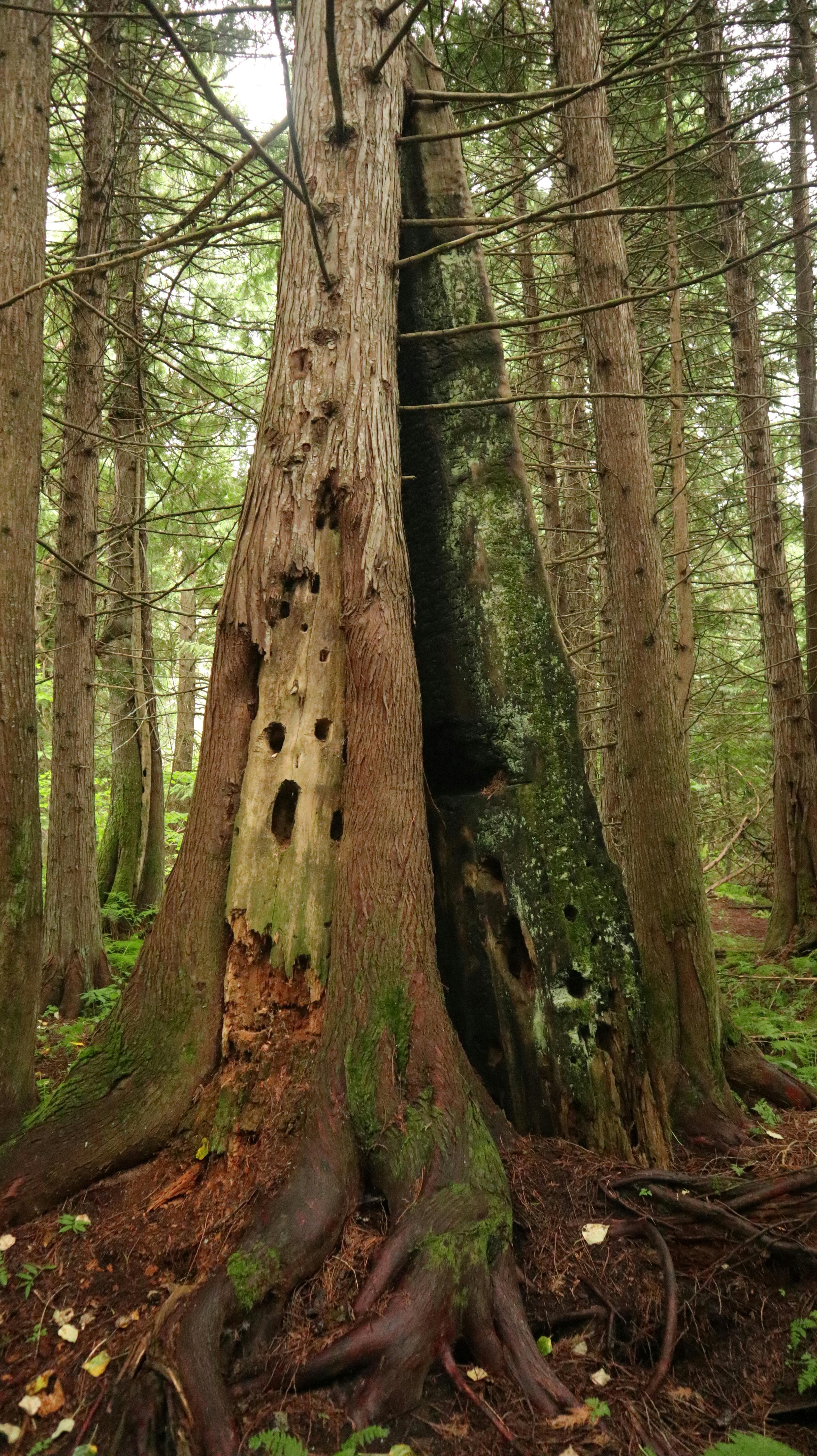 Tree Texture Photos, Download The BEST Free Tree Texture Stock Photos ...