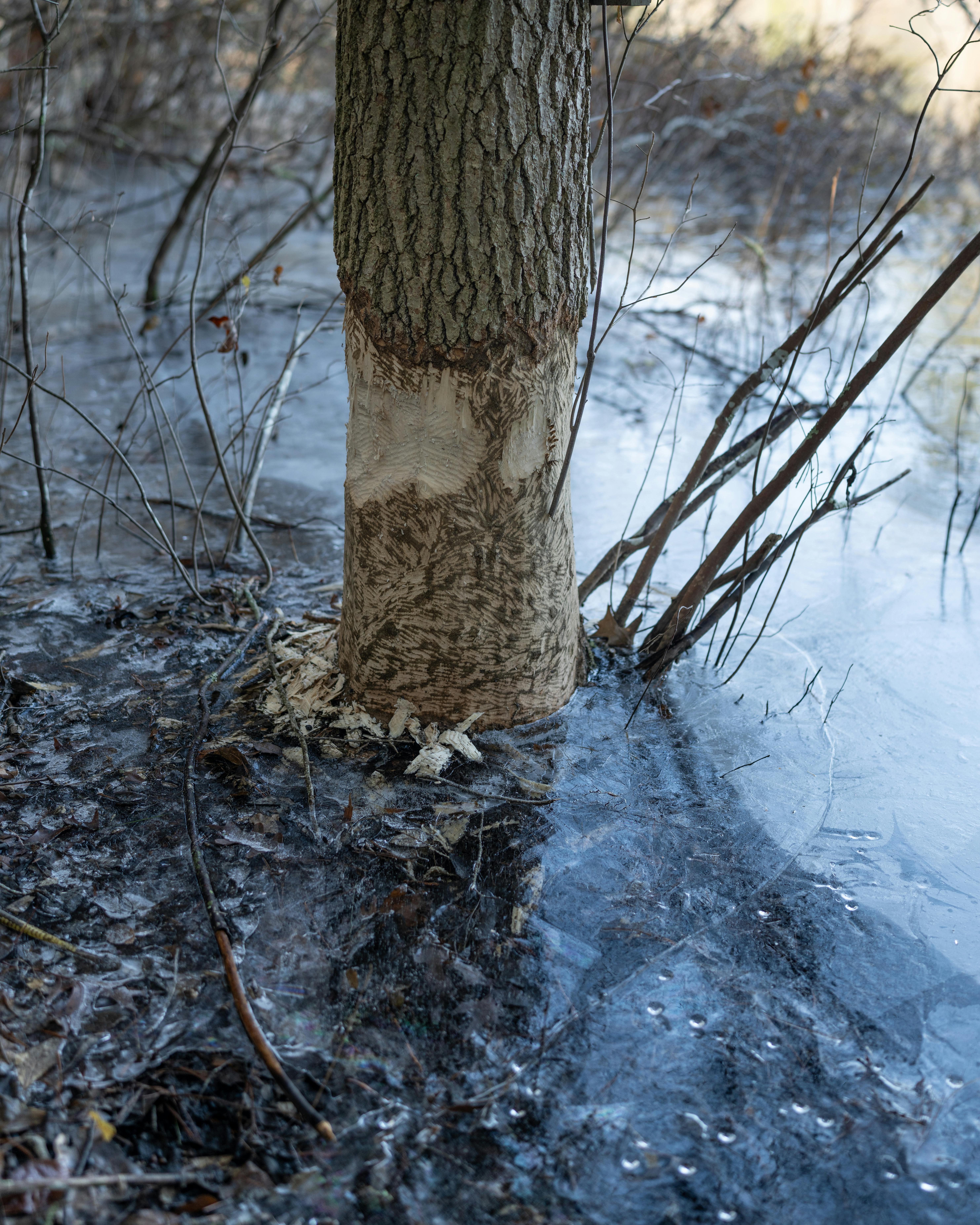 Strip+Gifs Photos, Download The BEST Free Strip+Gifs Stock Photos & HD ...