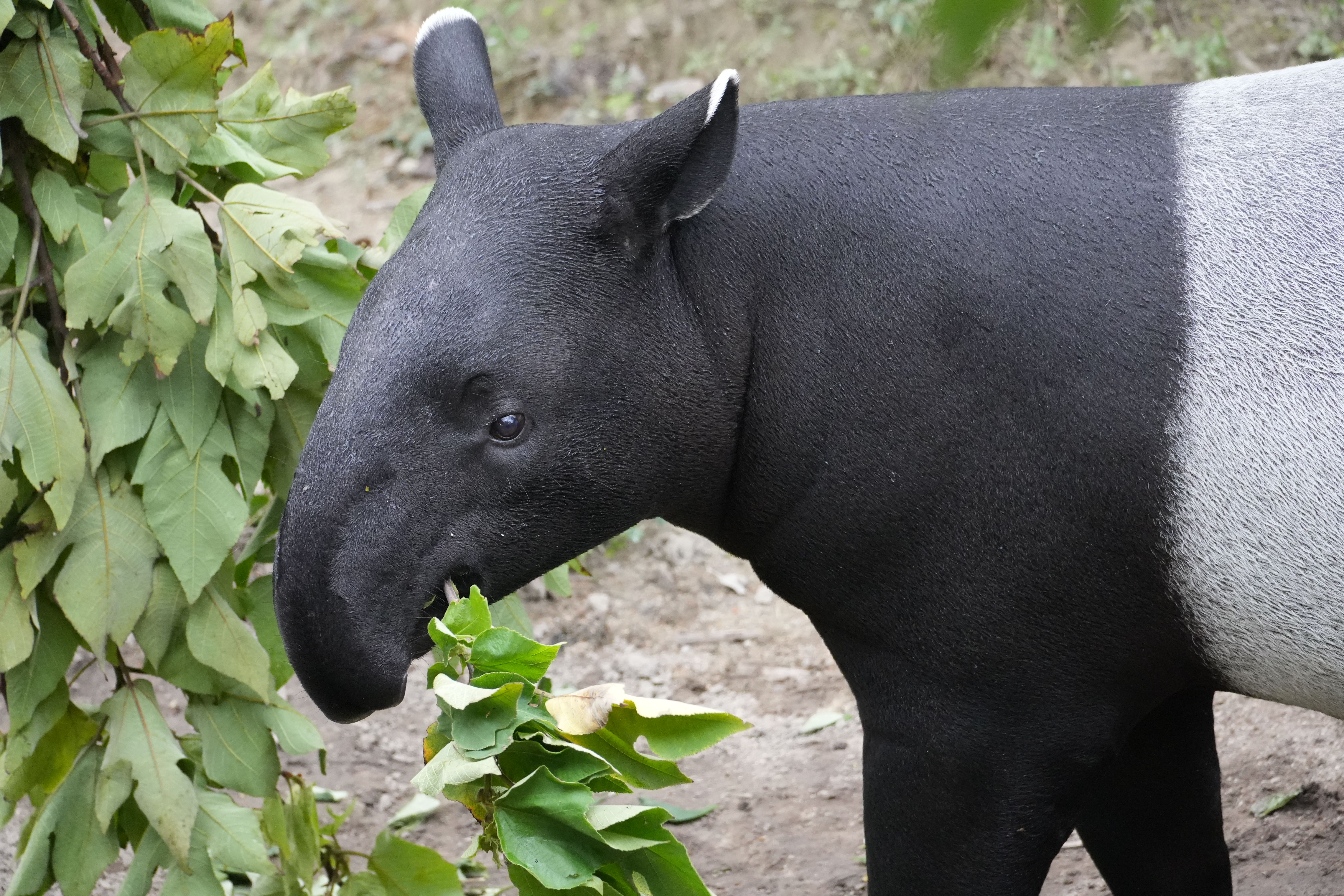 Tapir Photos, Download The BEST Free Tapir Stock Photos & HD Images