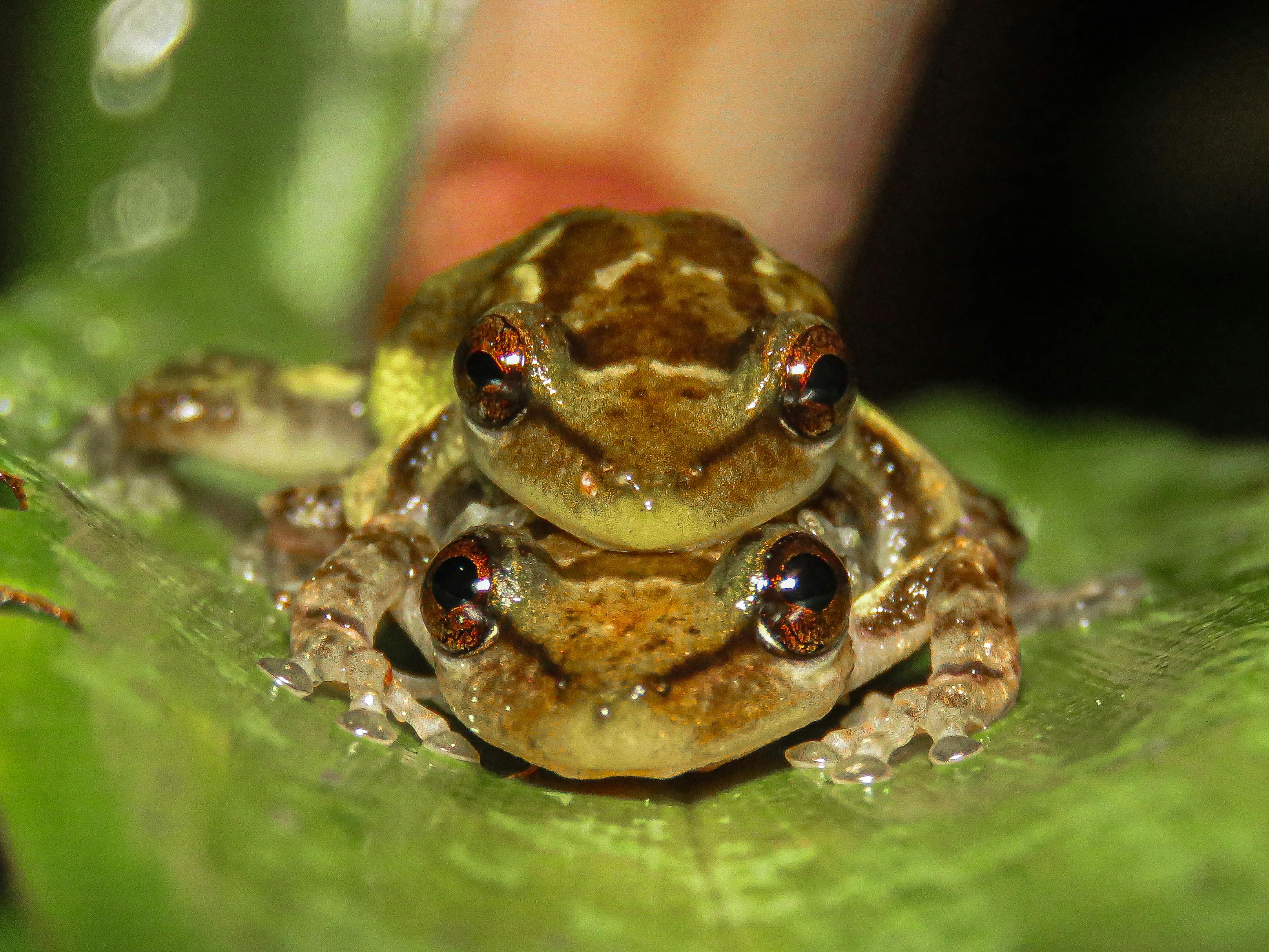 Images Of Frogs Photos, Download The BEST Free Images Of Frogs Stock ...