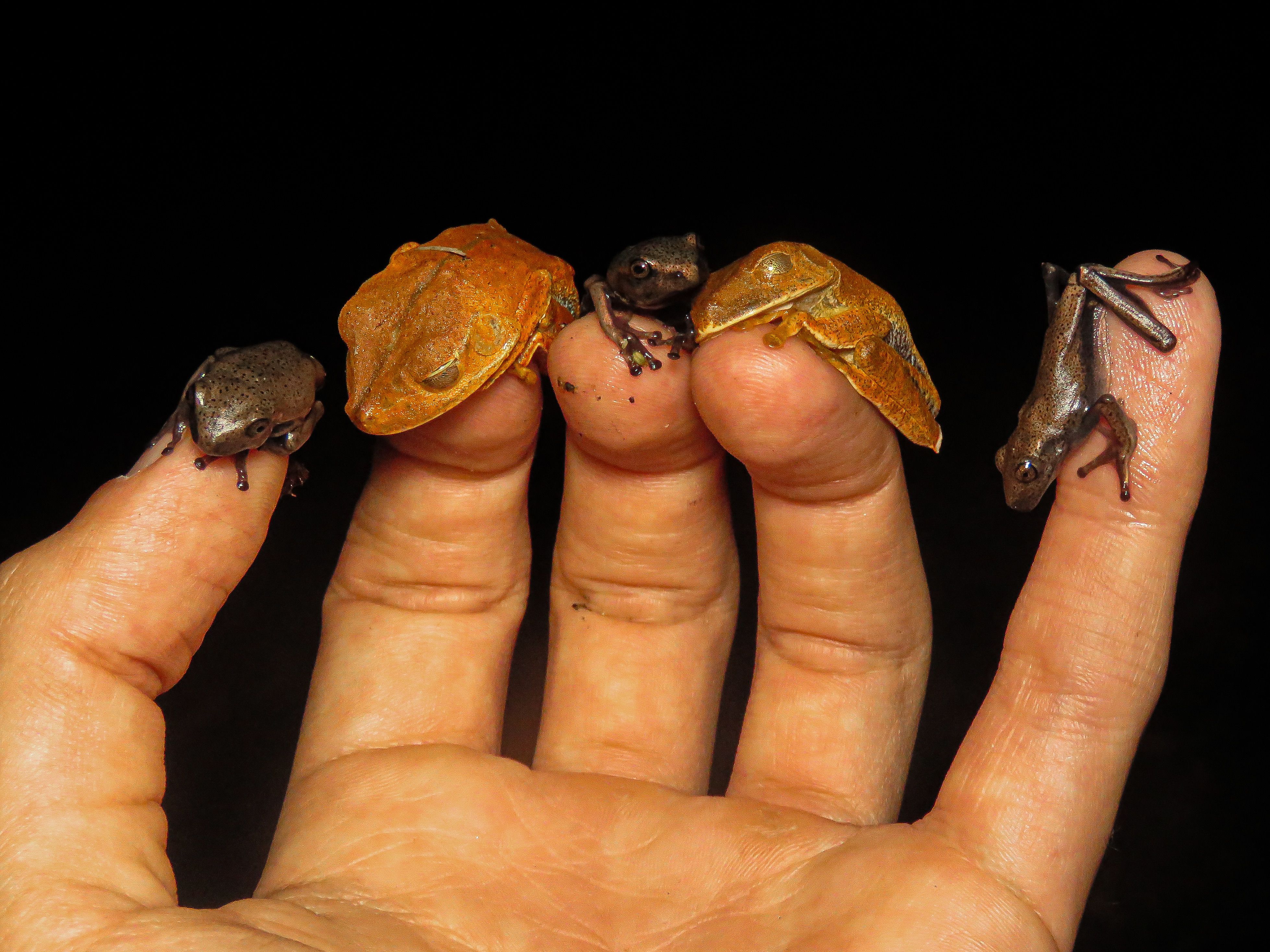 Close-up of Tiny Frogs on Fingers in Brazil · Free Stock Photo