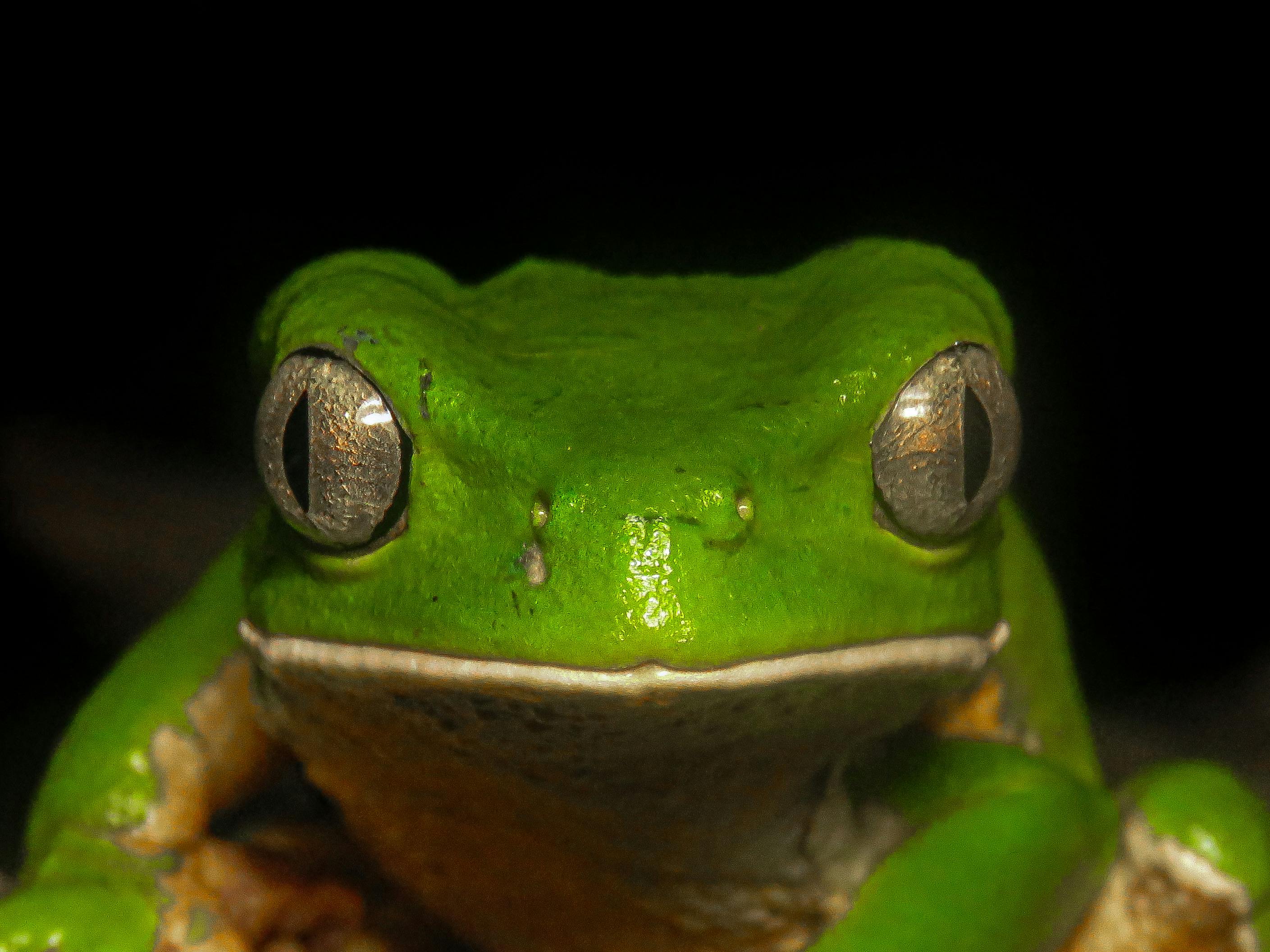 Images Of Frogs Photos, Download The BEST Free Images Of Frogs Stock ...