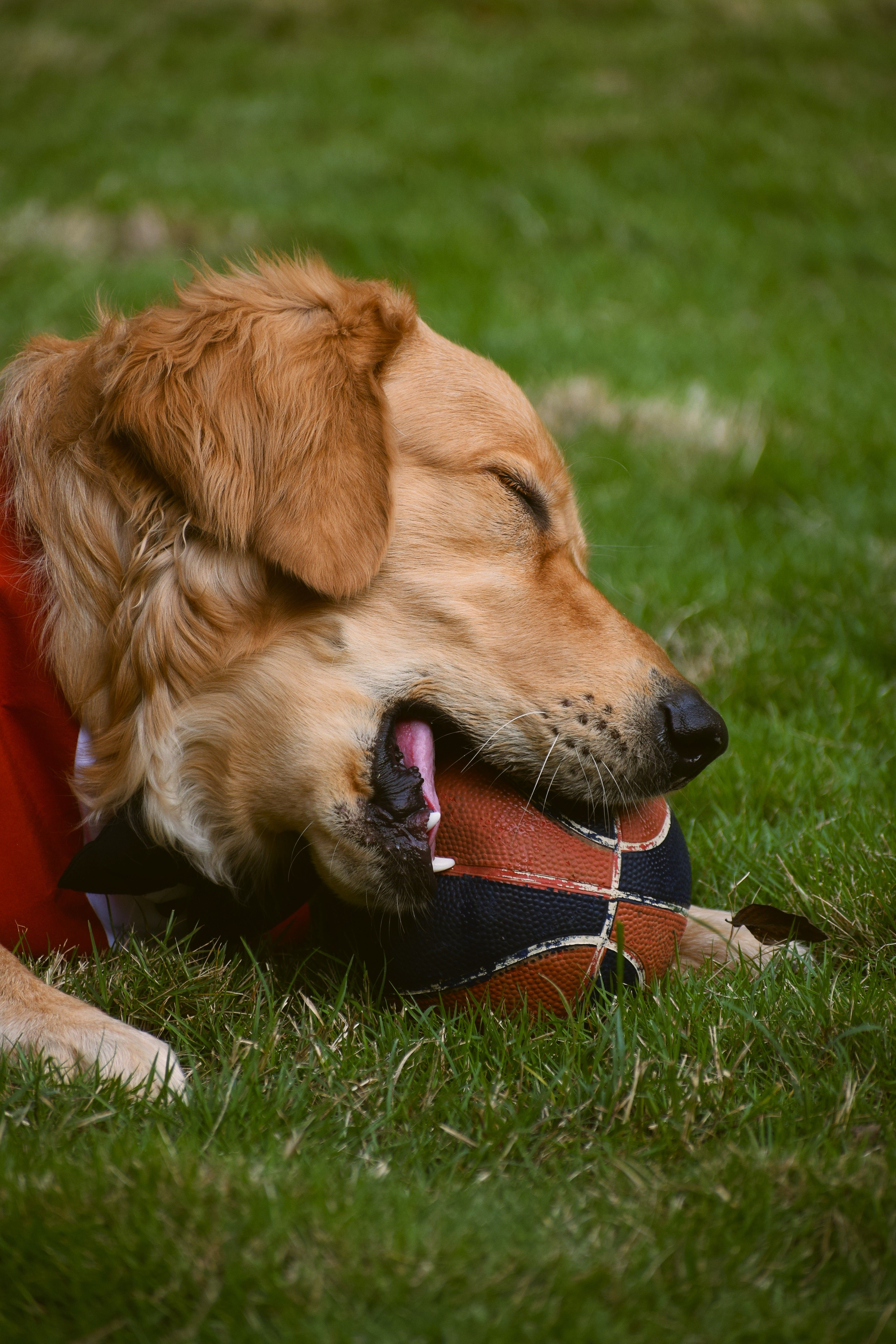 Dog Images Photos, Download The BEST Free Dog Images Stock Photos & HD ...