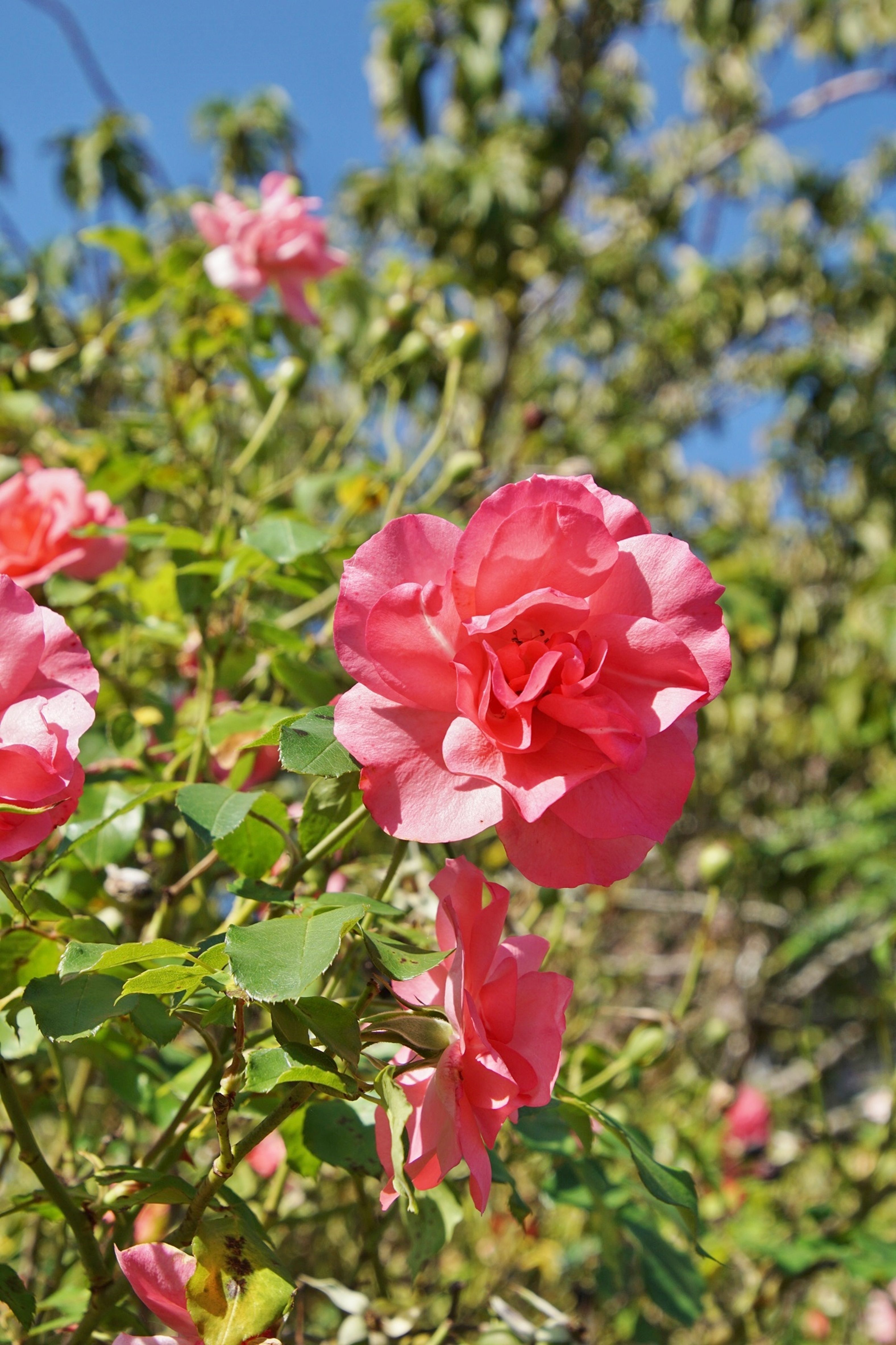 Rose Trusses Photos, Download The BEST Free Rose Trusses Stock Photos ...