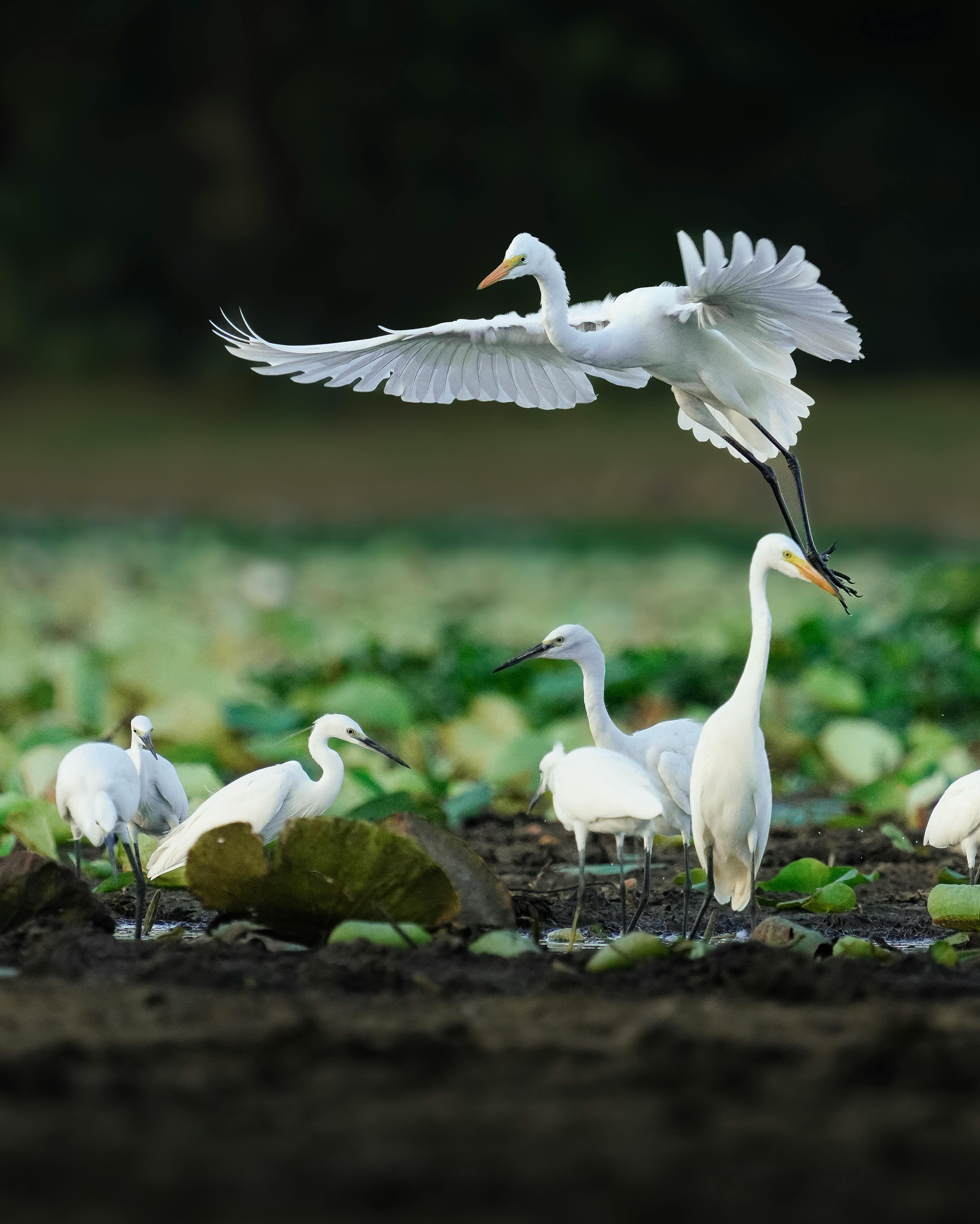 Free Pix Photos, Download The BEST Free Free Pix Stock Photos & HD Images