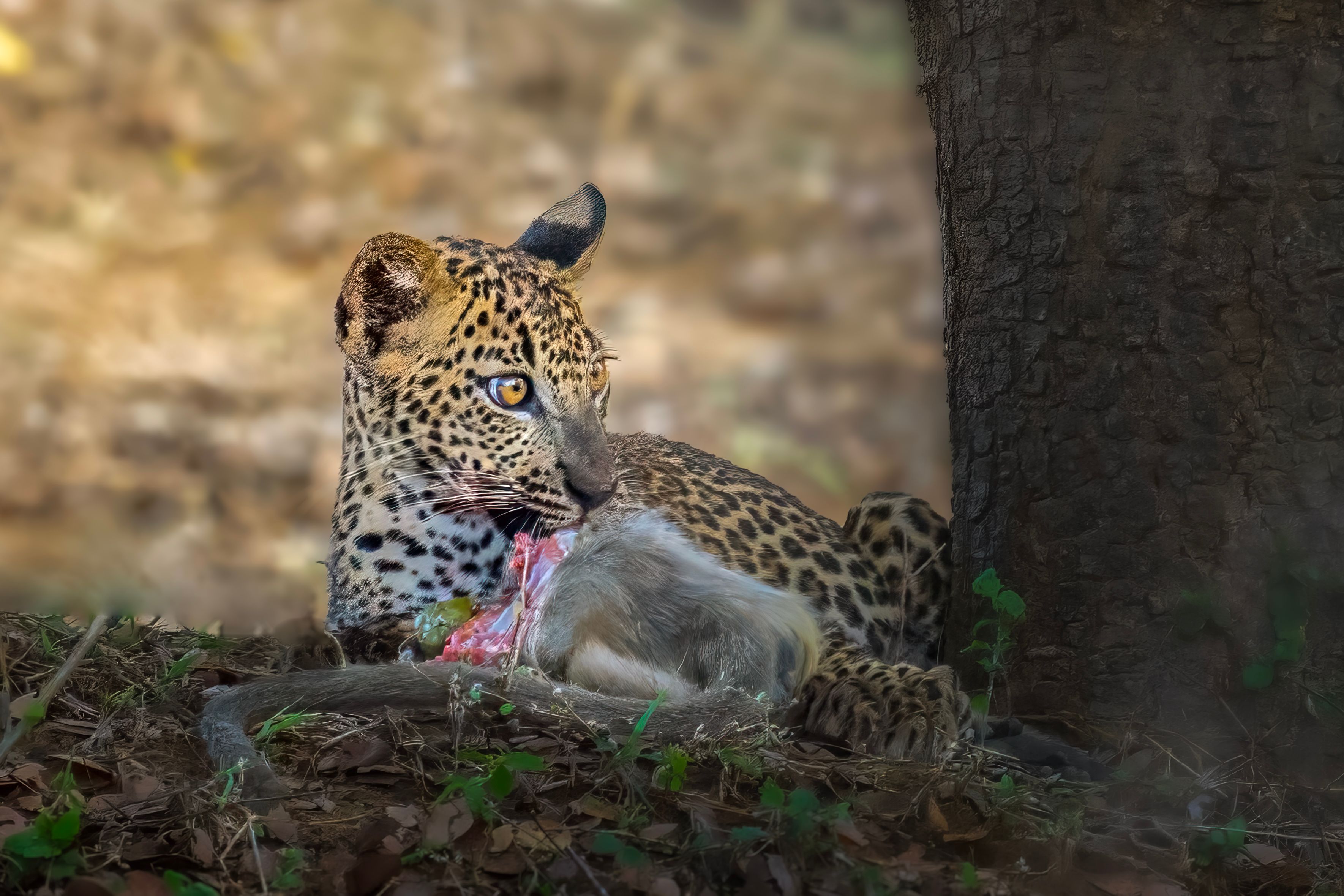 Leopard Eating Prey Photos, Download The BEST Free Leopard Eating Prey ...