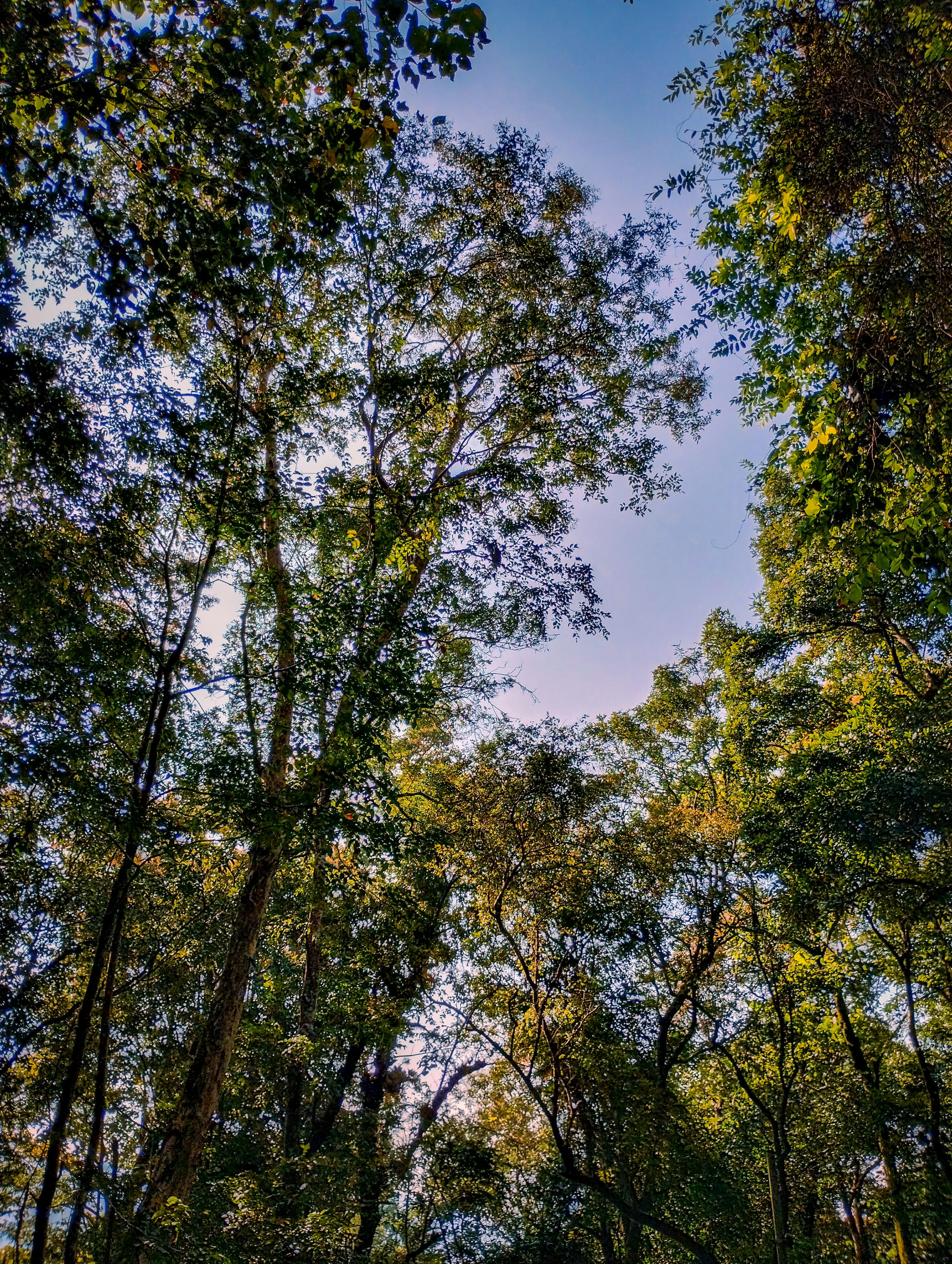 Serene Forest Canopy Under Blue Sky · Free Stock Photo