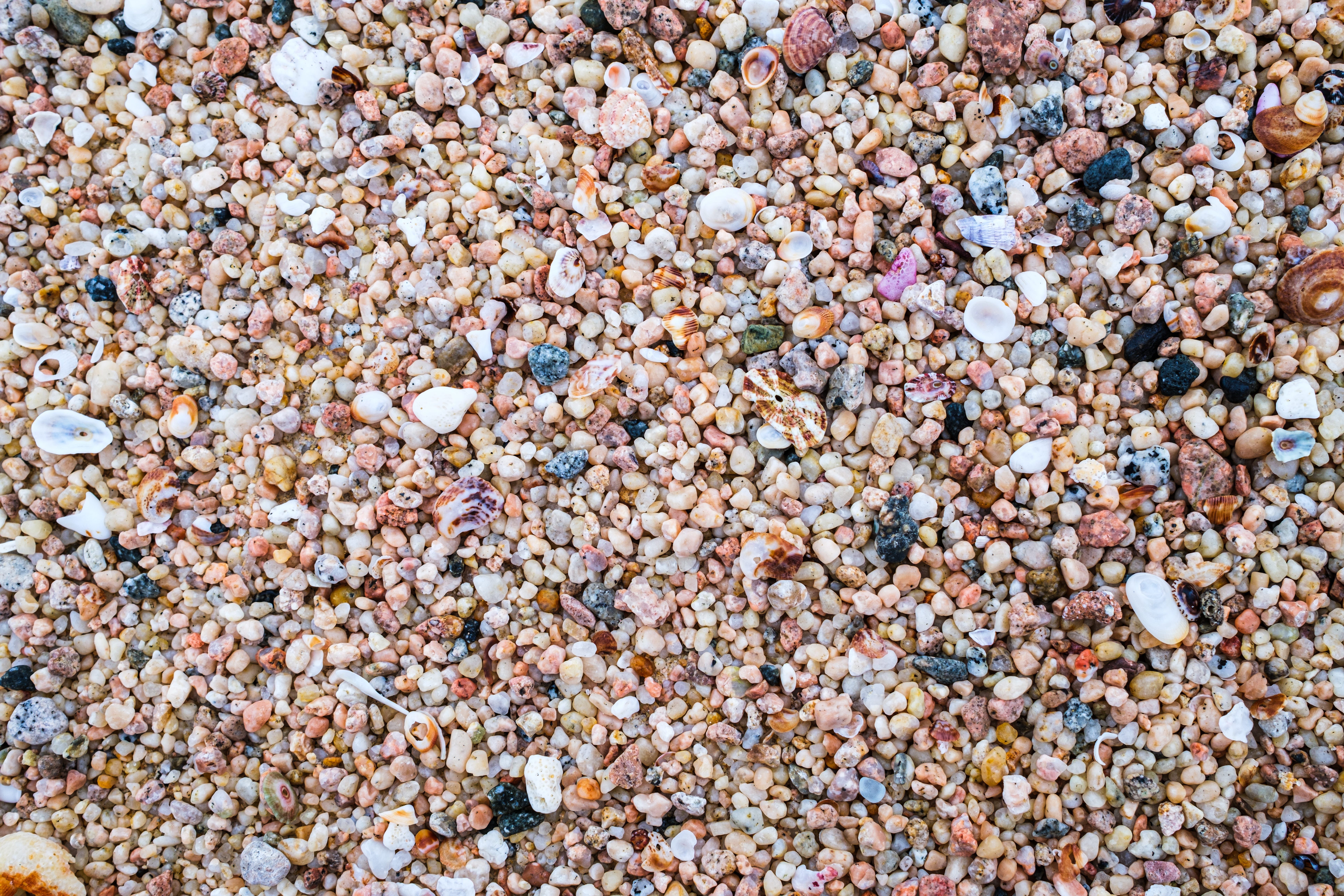 Colorful Pebbles and Shells on Beach Sand · Free Stock Photo