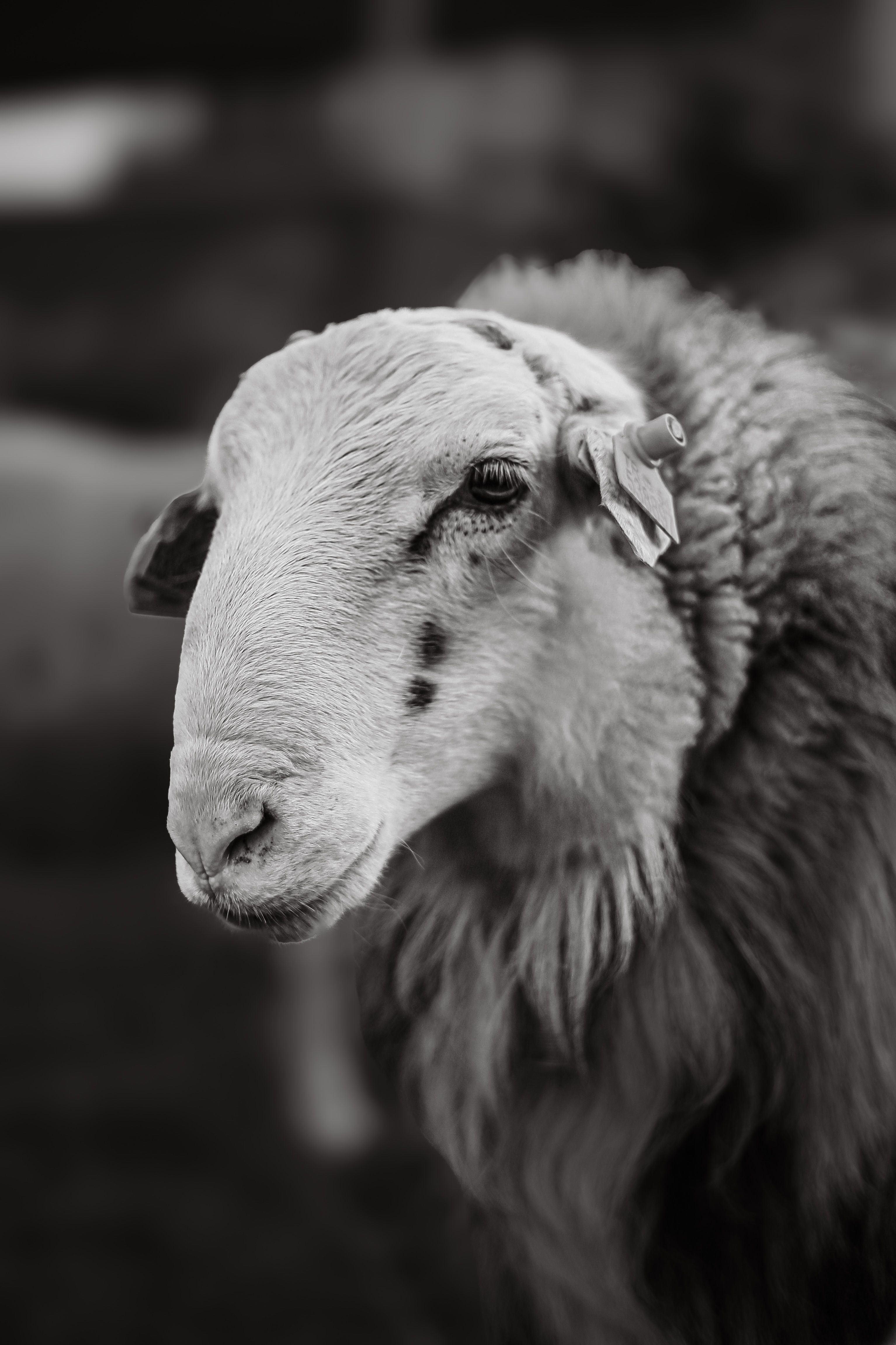 Animal Face Photos, Download The BEST Free Animal Face Stock Photos ...