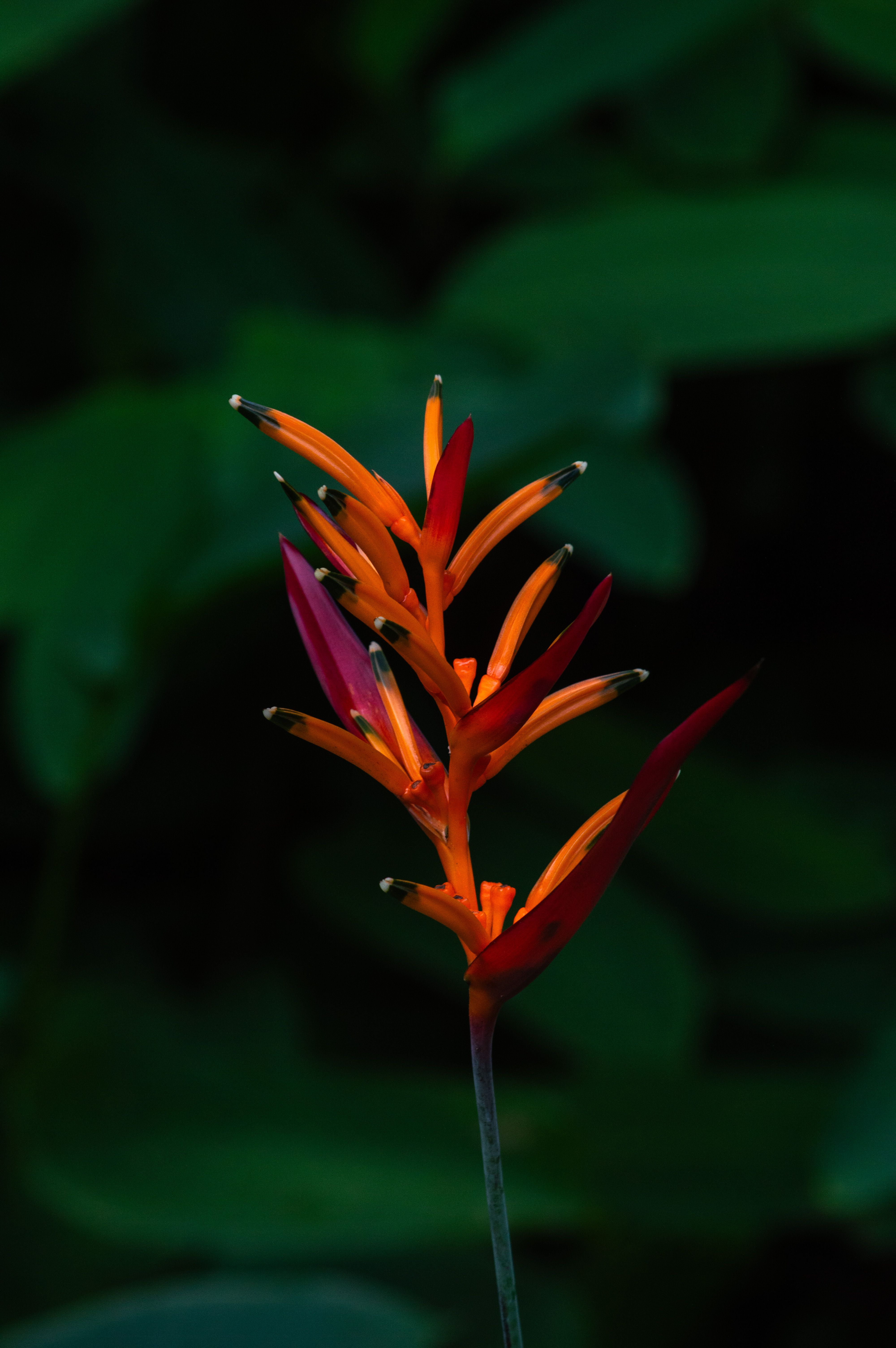 Flower Tropical Photos, Download The BEST Free Flower Tropical Stock ...