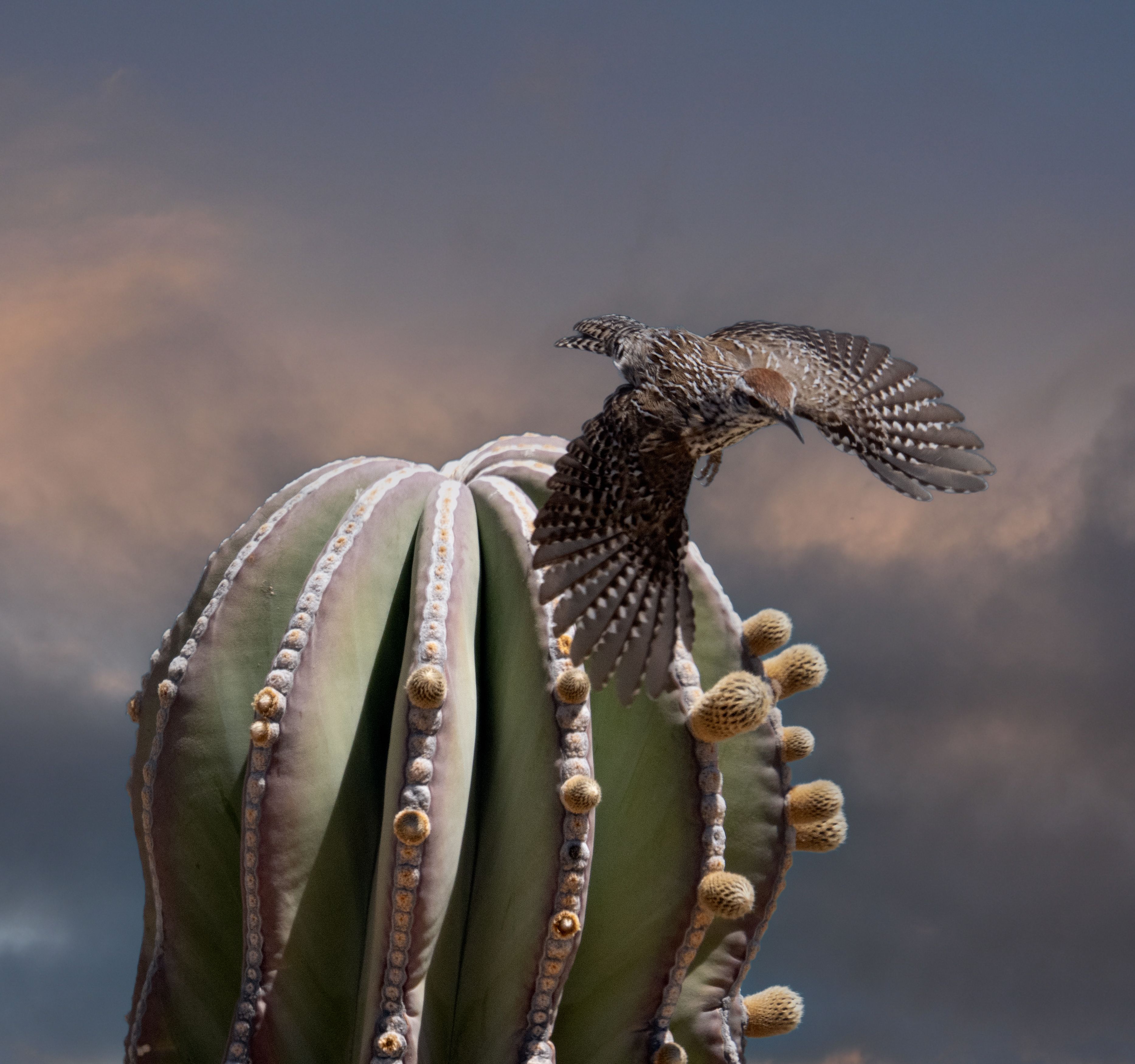 Migration Photos, Download The BEST Free Migration Stock Photos & HD Images