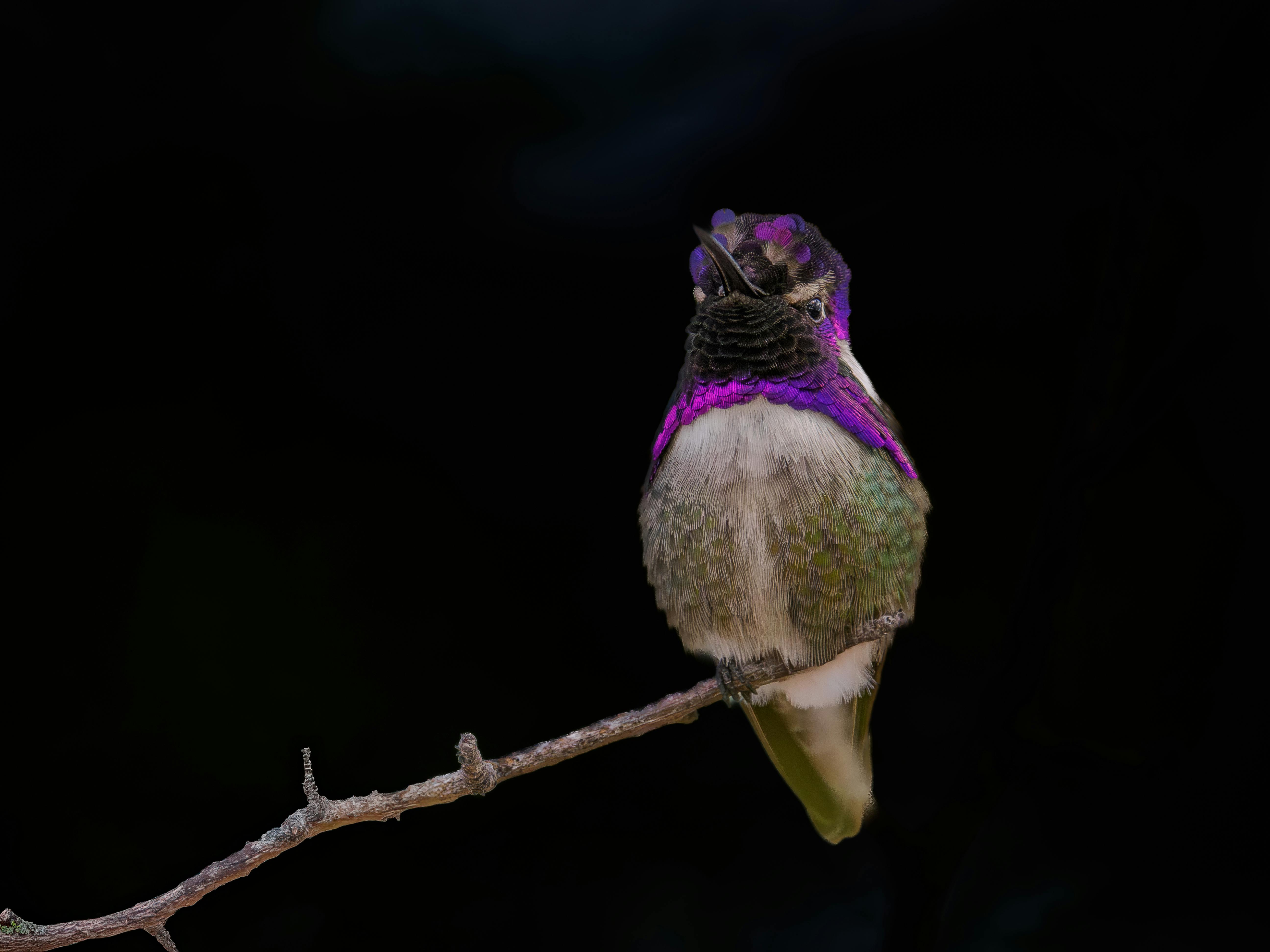 Black Pfp Photos, Download The BEST Free Black Pfp Stock Photos & HD Images