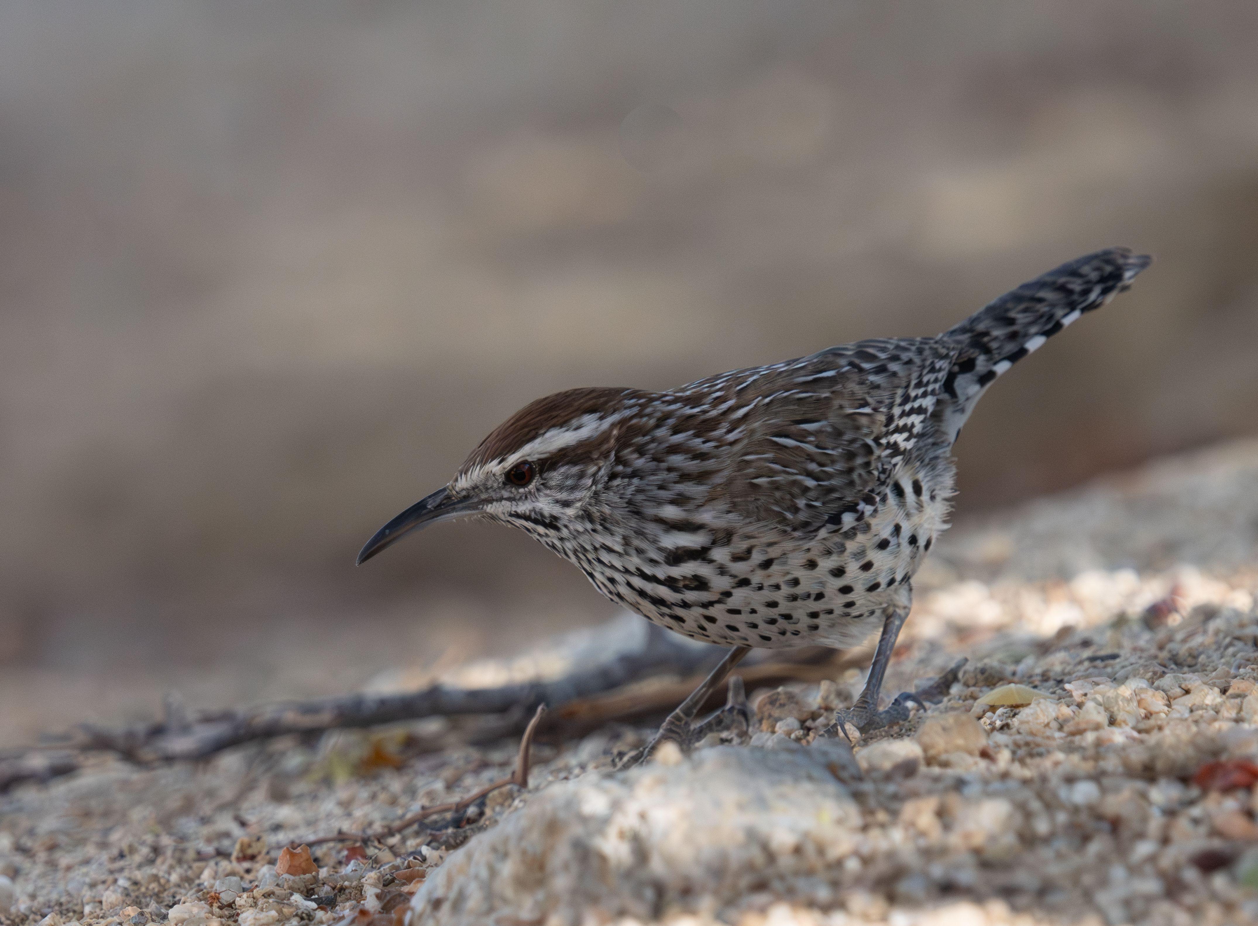 Cactus Wren in Natural Habitat on Ground · Free Stock Photo