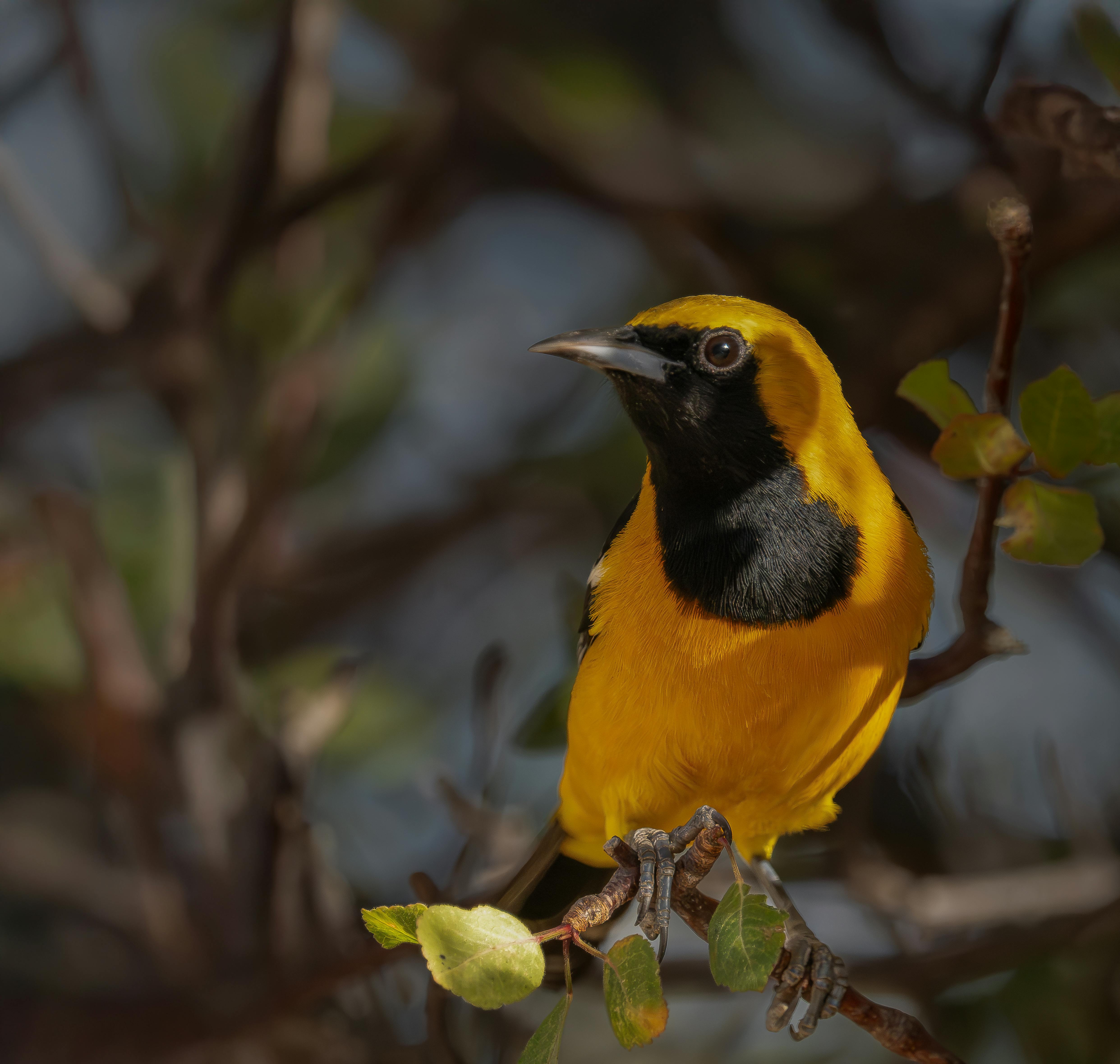 100 000+ Face+bim banque d’images et photos libres de droit ...