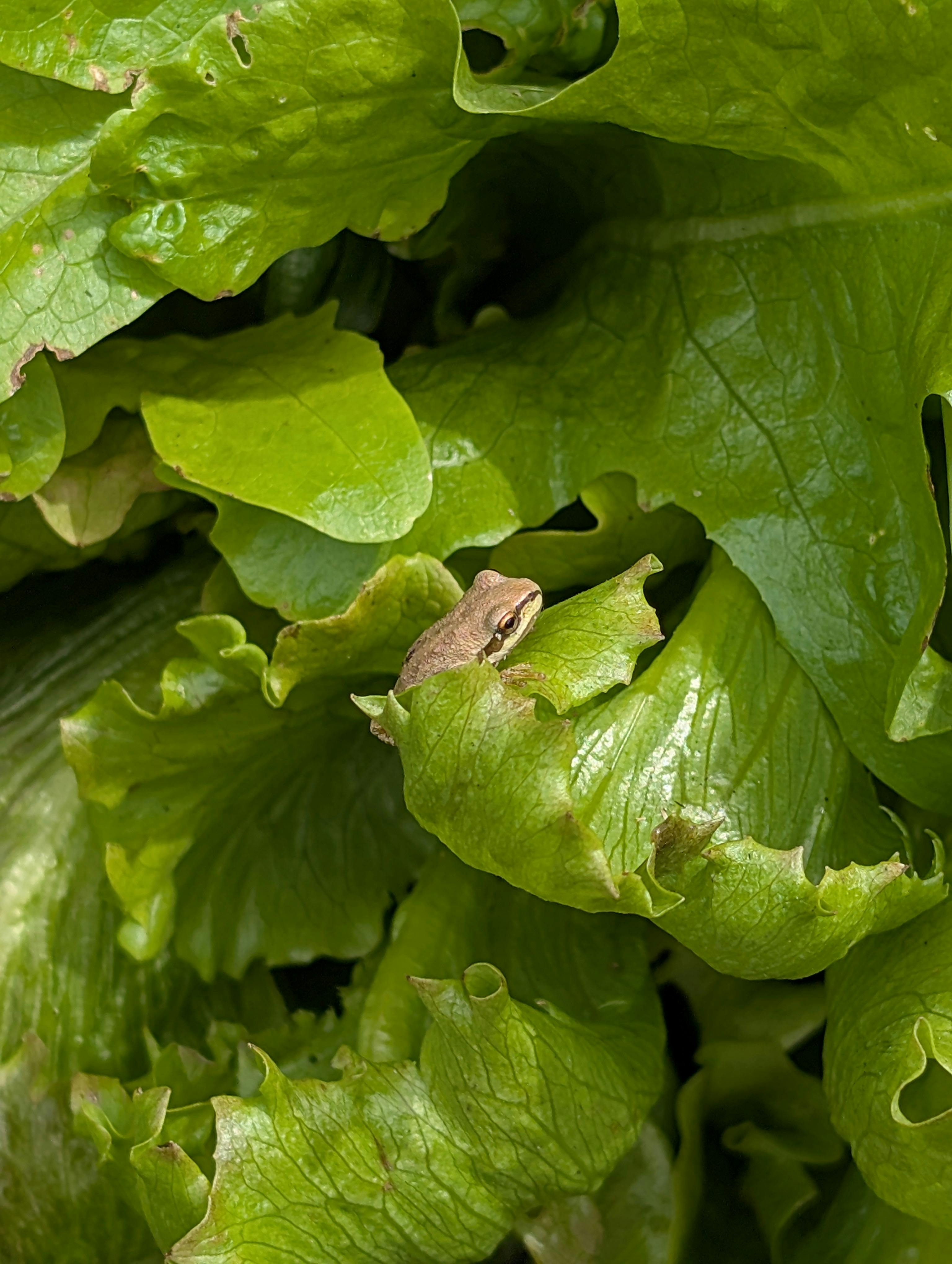 Images Of Frogs Photos, Download The BEST Free Images Of Frogs Stock ...