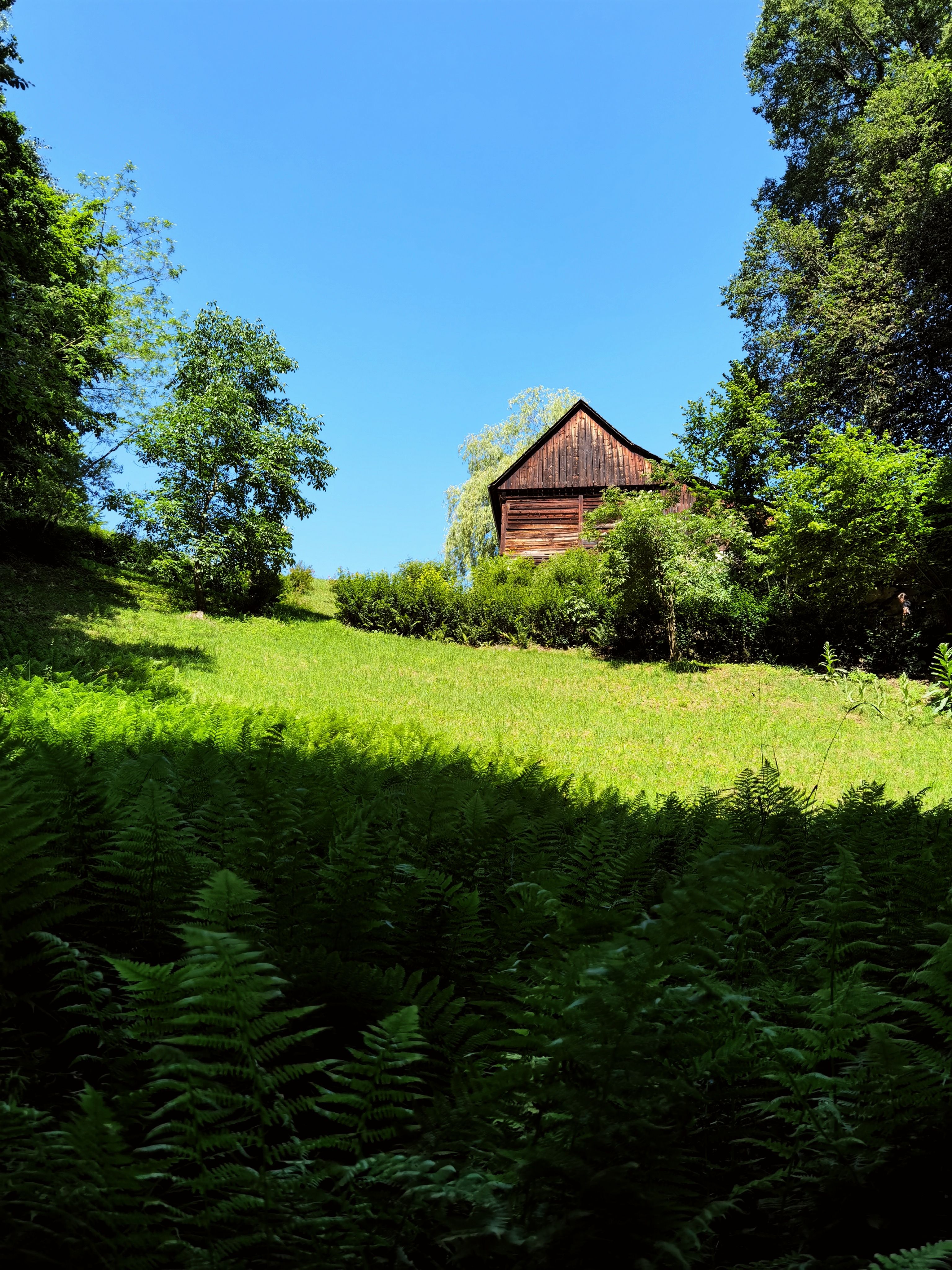 Cabane Rustique En Bois Dans Une Forêt Verdoyante Et Luxuriante · Photo ...
