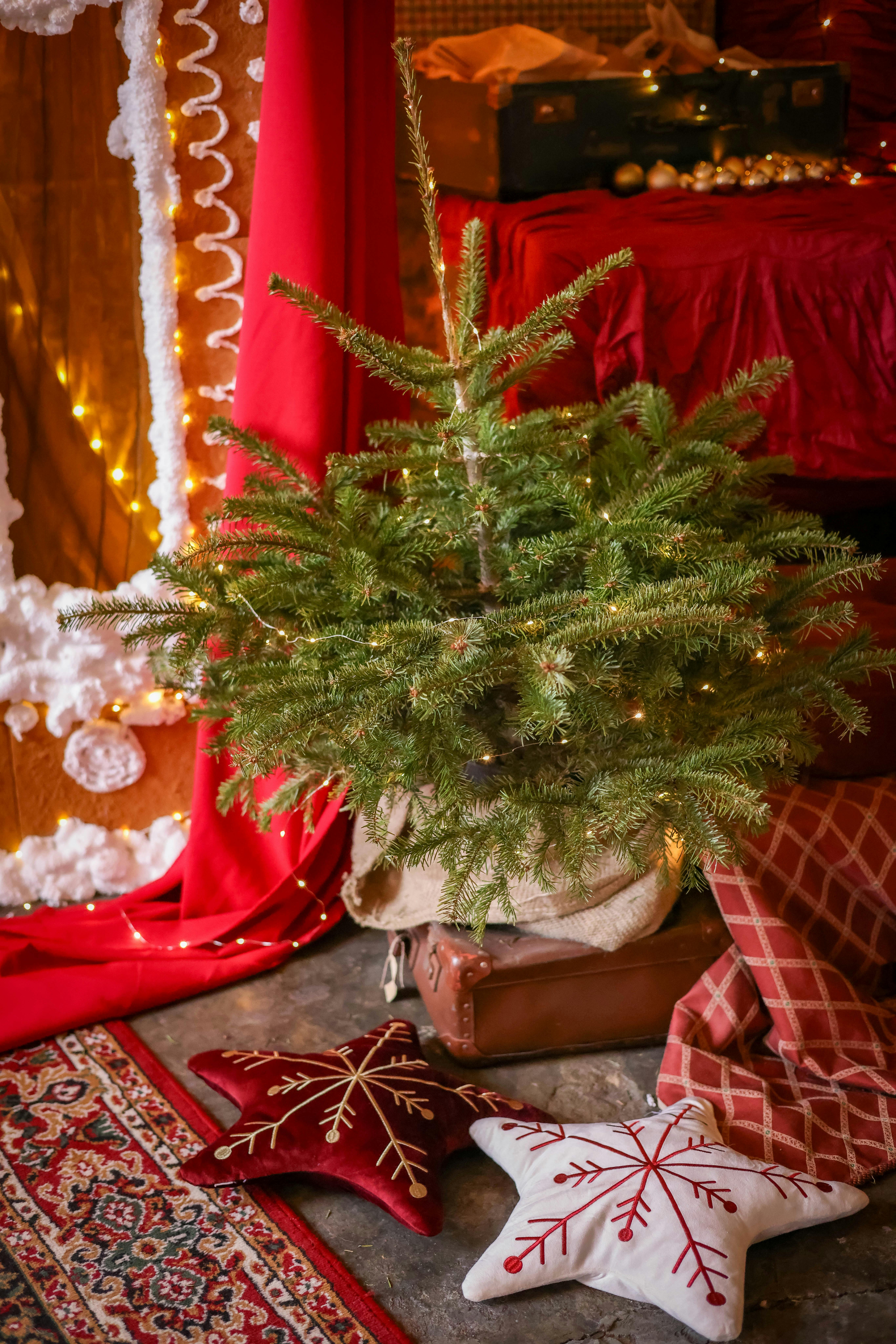 Christmas Reef Photos, Download The BEST Free Christmas Reef Stock ...