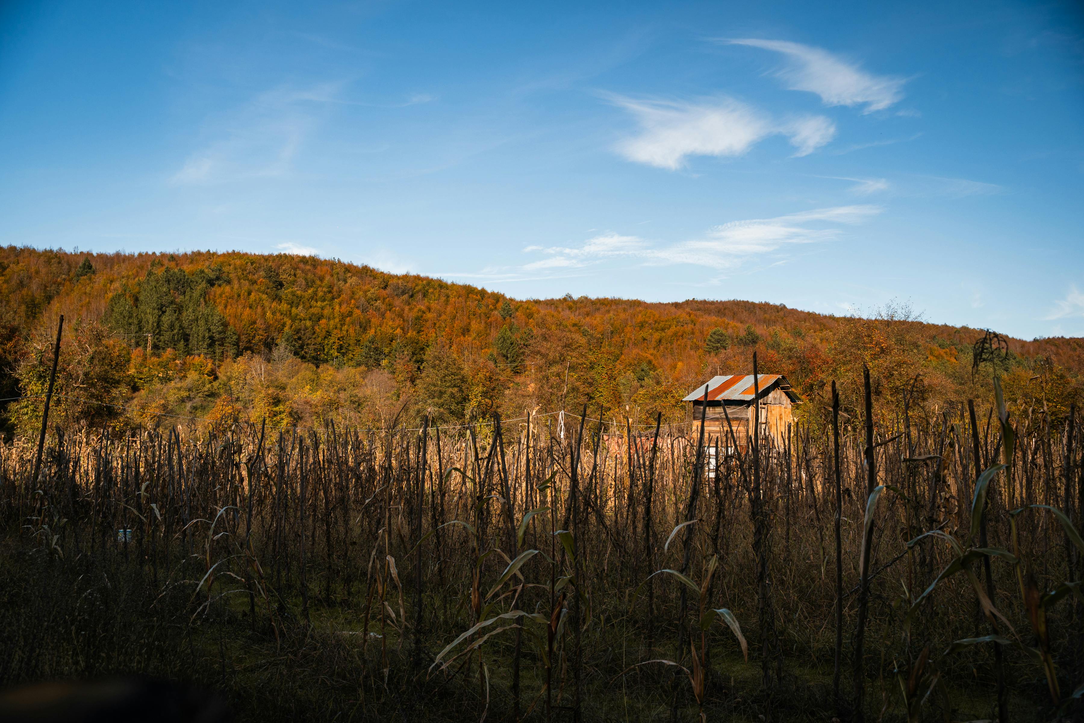 Rural Area Photos, Download The BEST Free Rural Area Stock Photos & HD ...