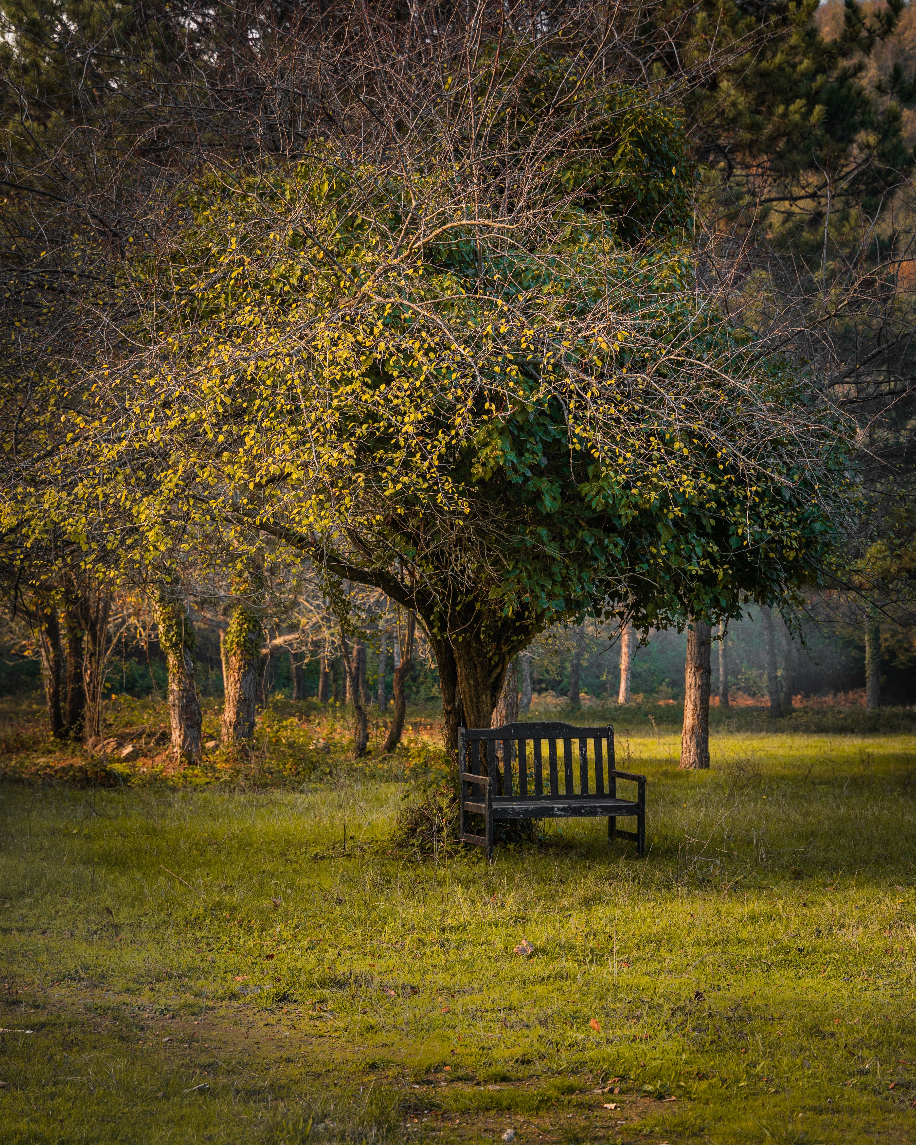 Tranquil Park Scene with Bench Under Tree · Free Stock Photo