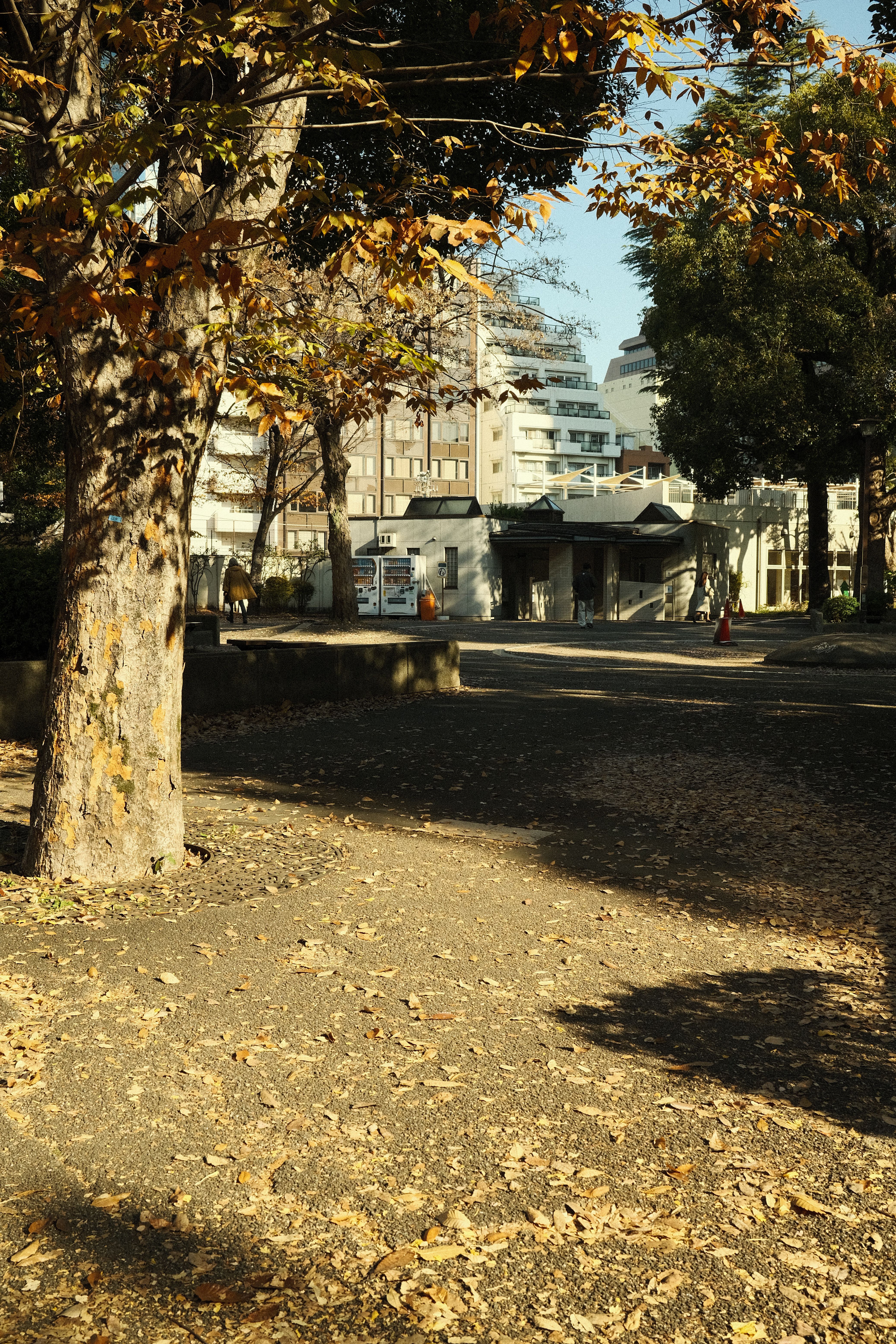 Autumn Scene in Urban Park with Tall Buildings · Free Stock Photo